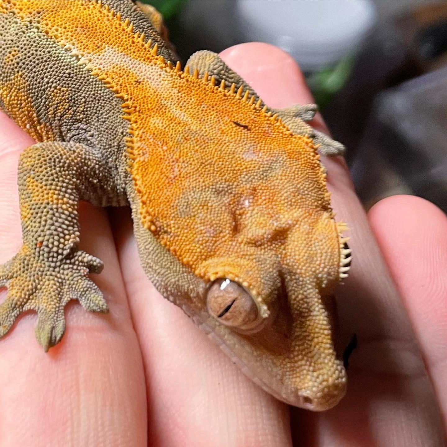 Lily :) does anyone know her morph? | Scrolller