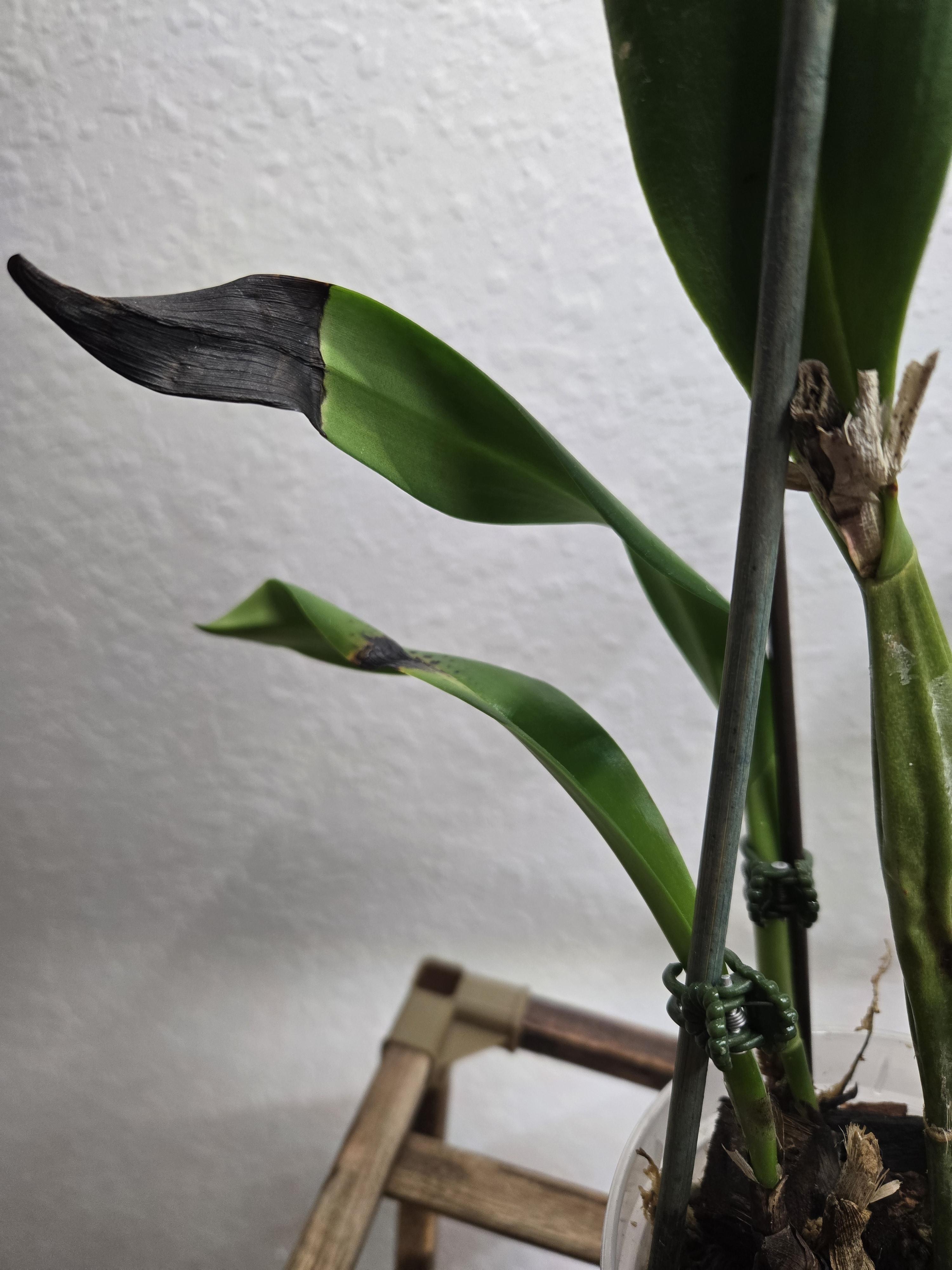 Brown spots on leaves | Scrolller