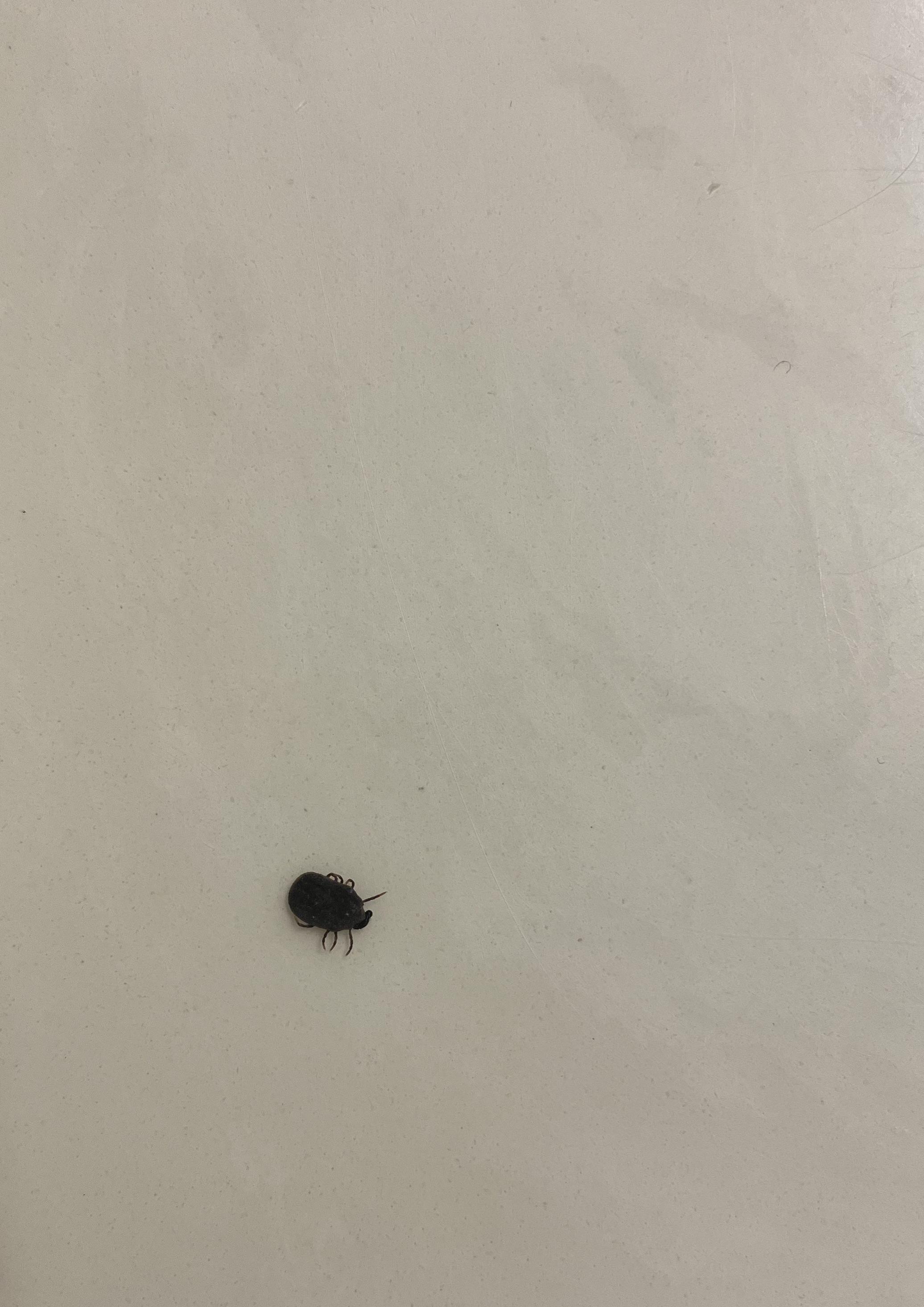 Tick or regular beetle? | Scrolller