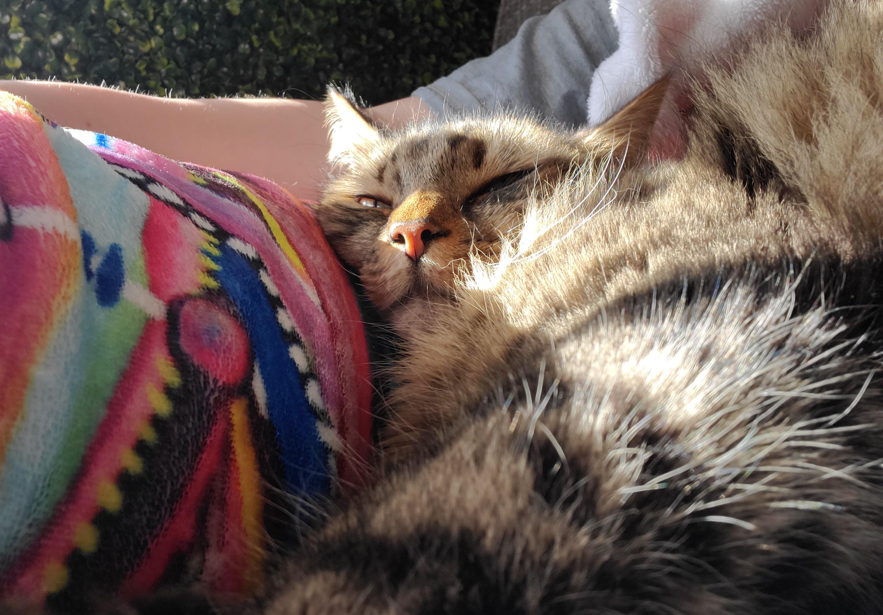 Fully stretched lap floof😍 | Scrolller