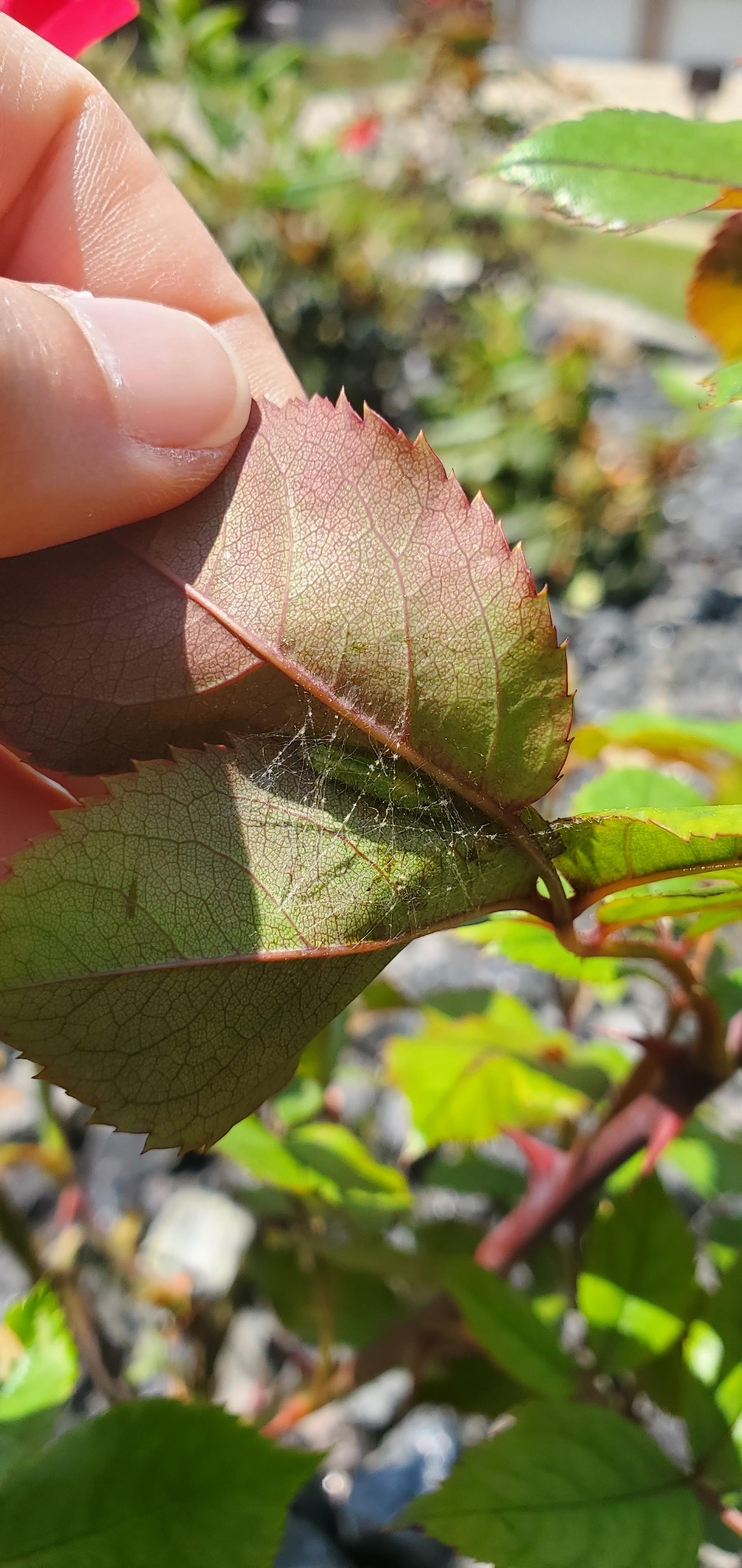 What are these two bugs? | Scrolller