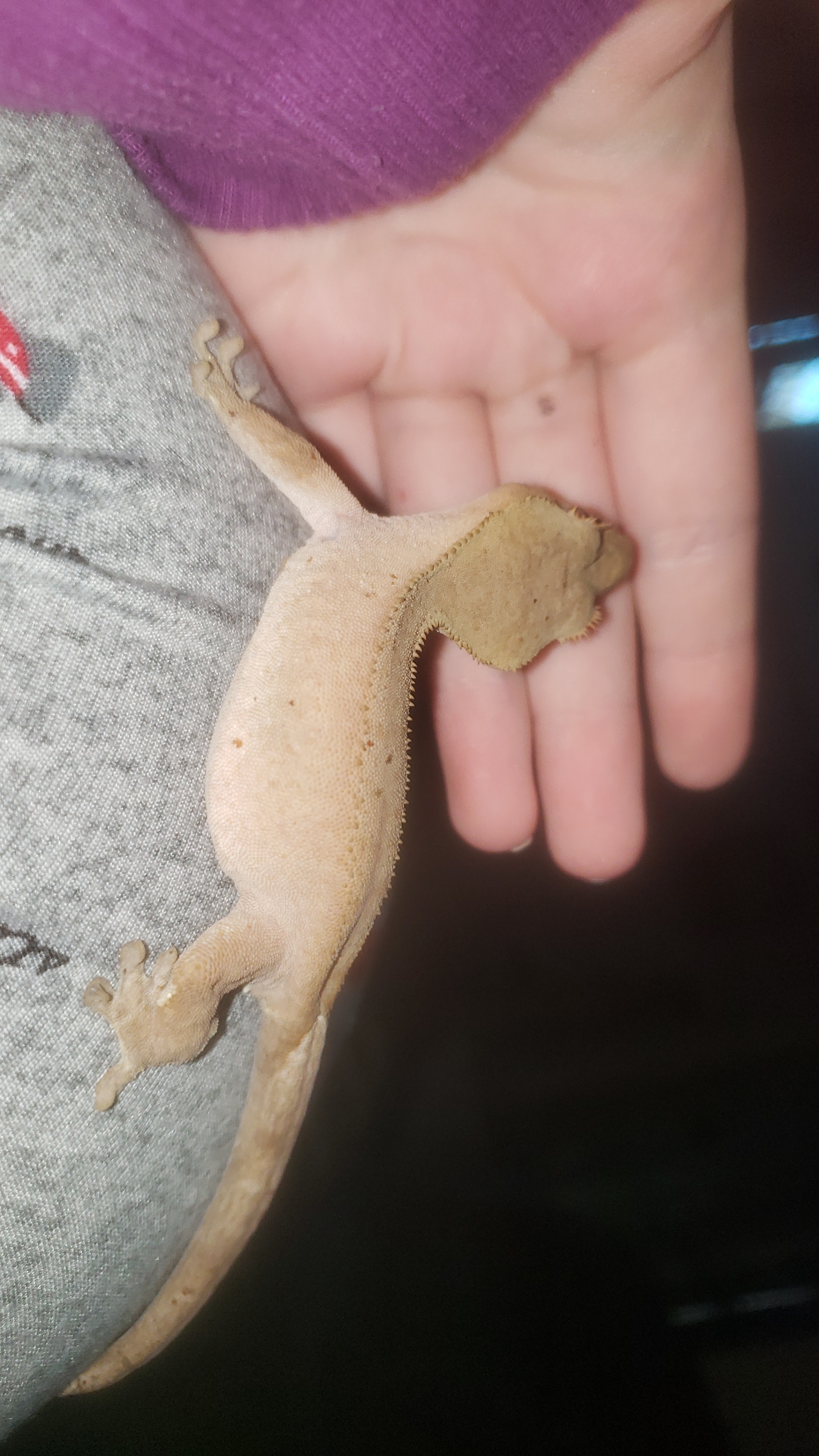 Crested Gecko Weight | Scrolller