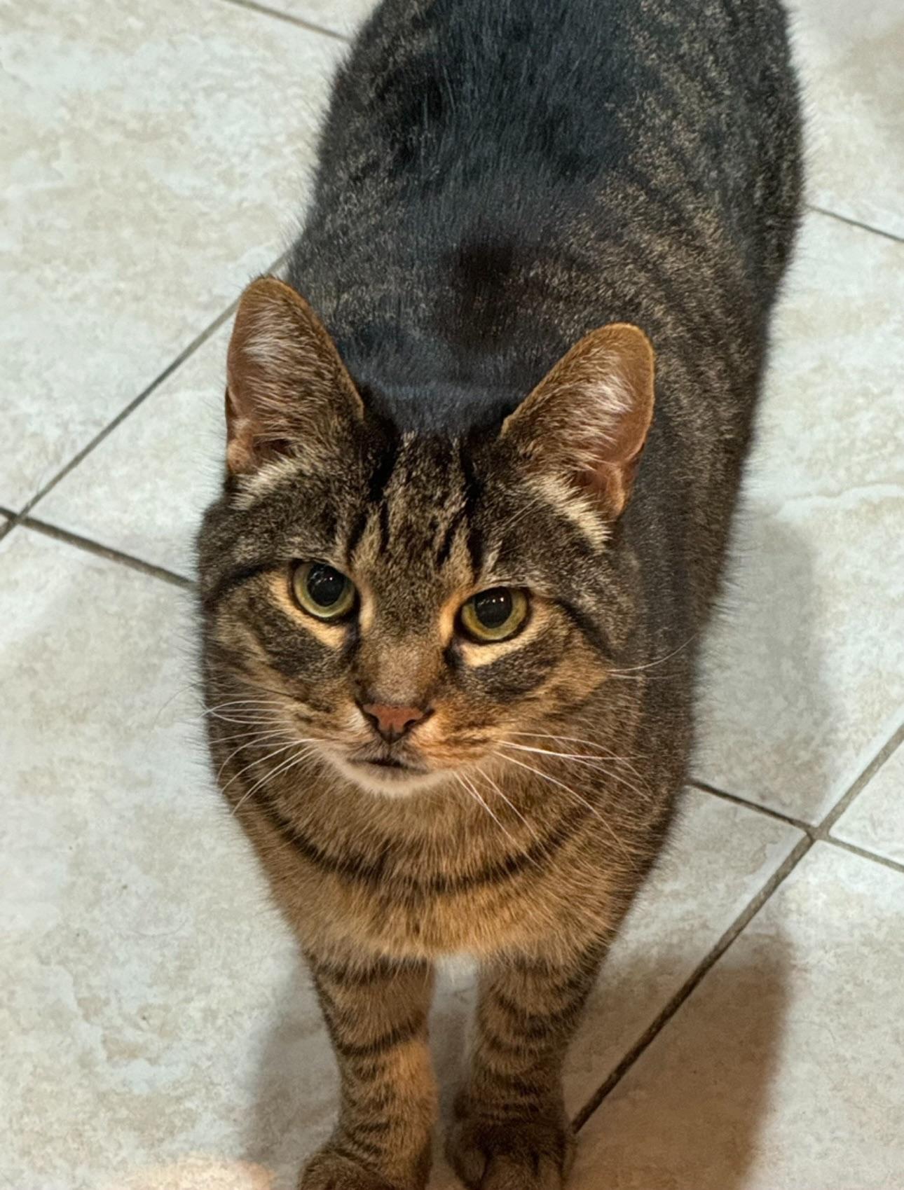 My pretty tabby Zeppelin | Scrolller