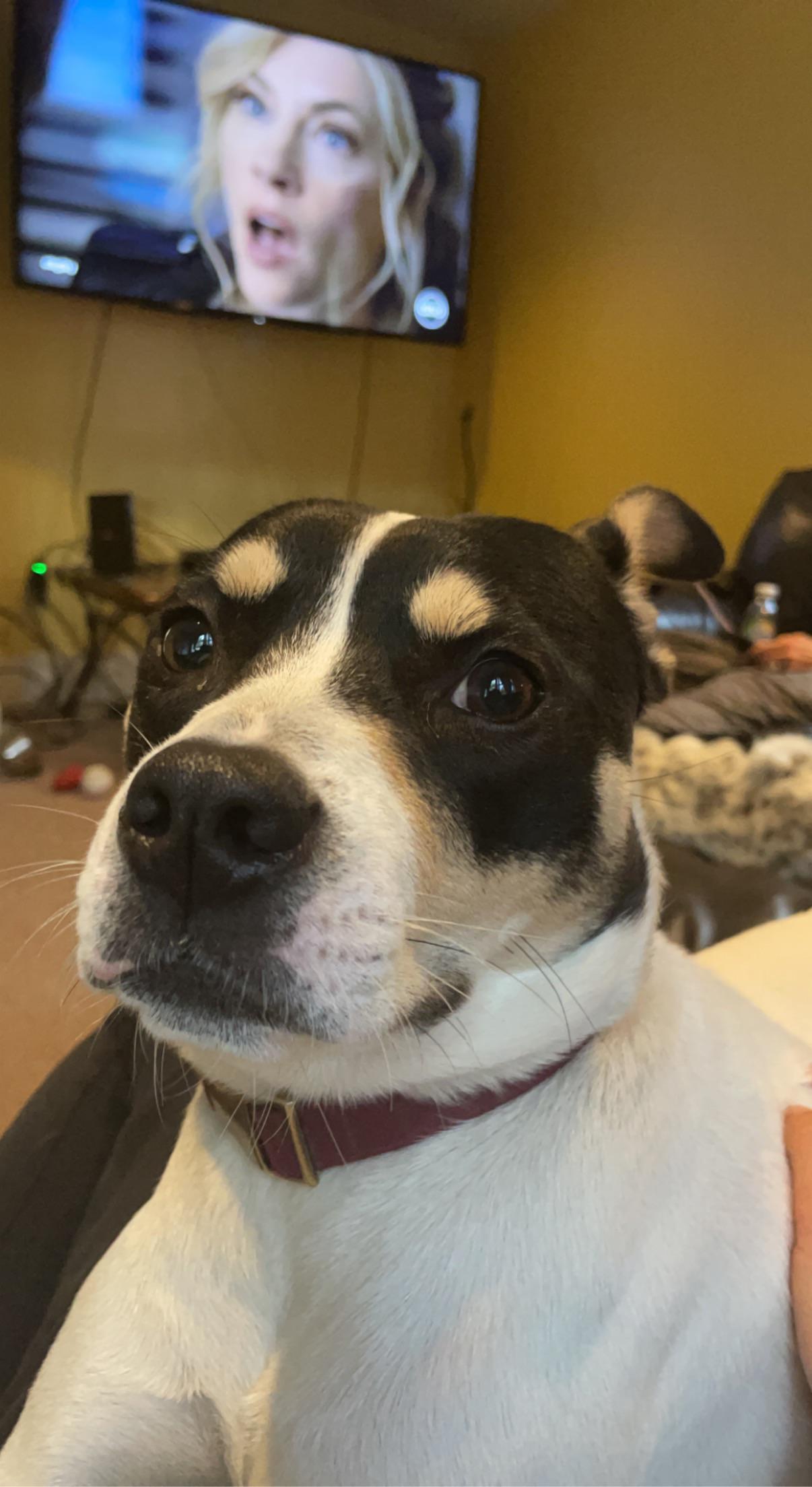 What are these ears | Scrolller