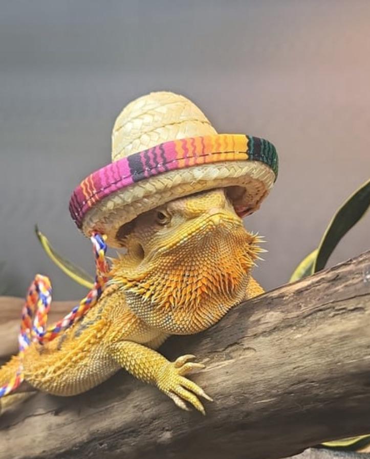 Show me the funniest photo of your beardie | Scrolller