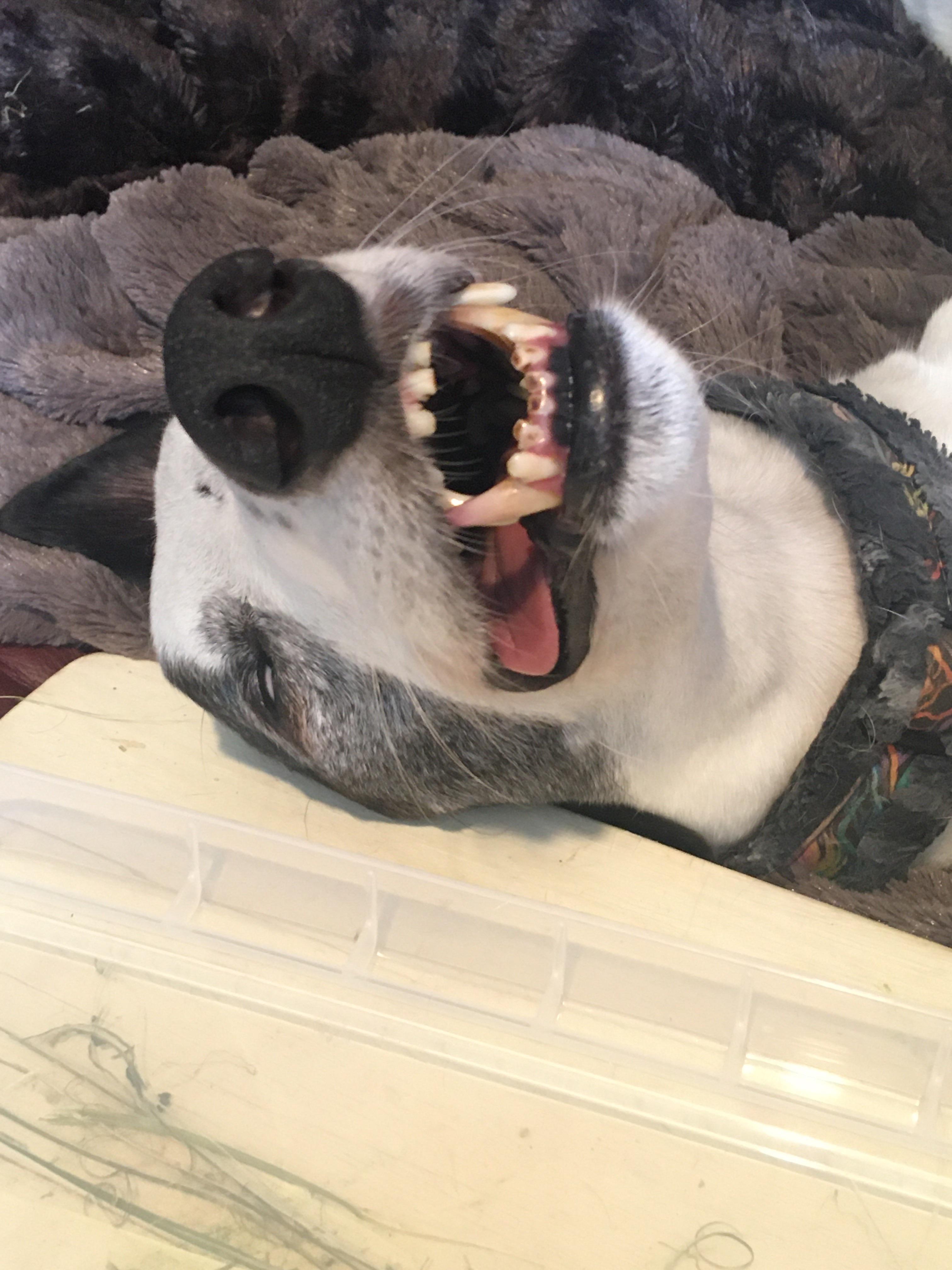 “Arrow, play dead!” | Scrolller