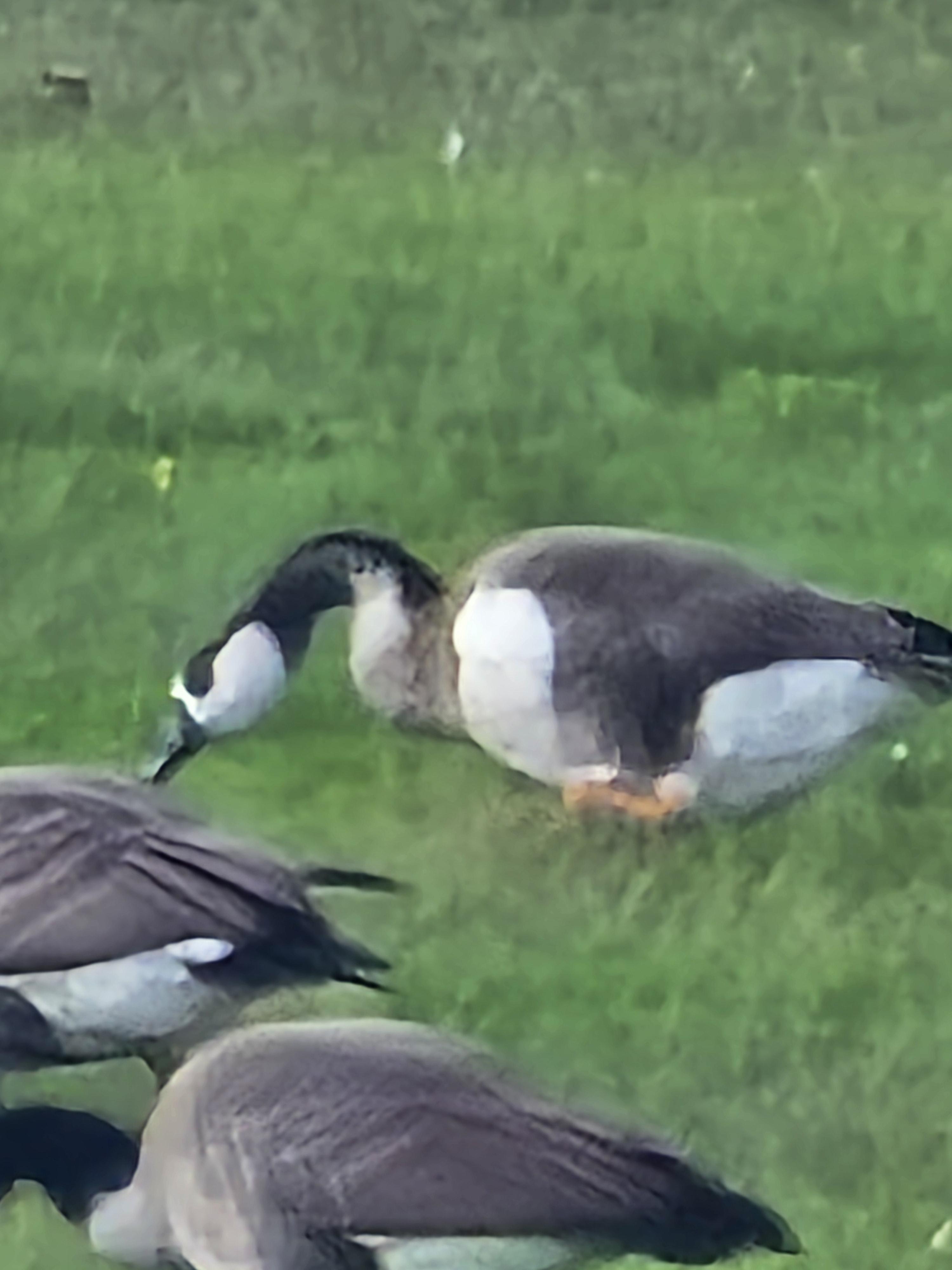 What kind | Scrolller