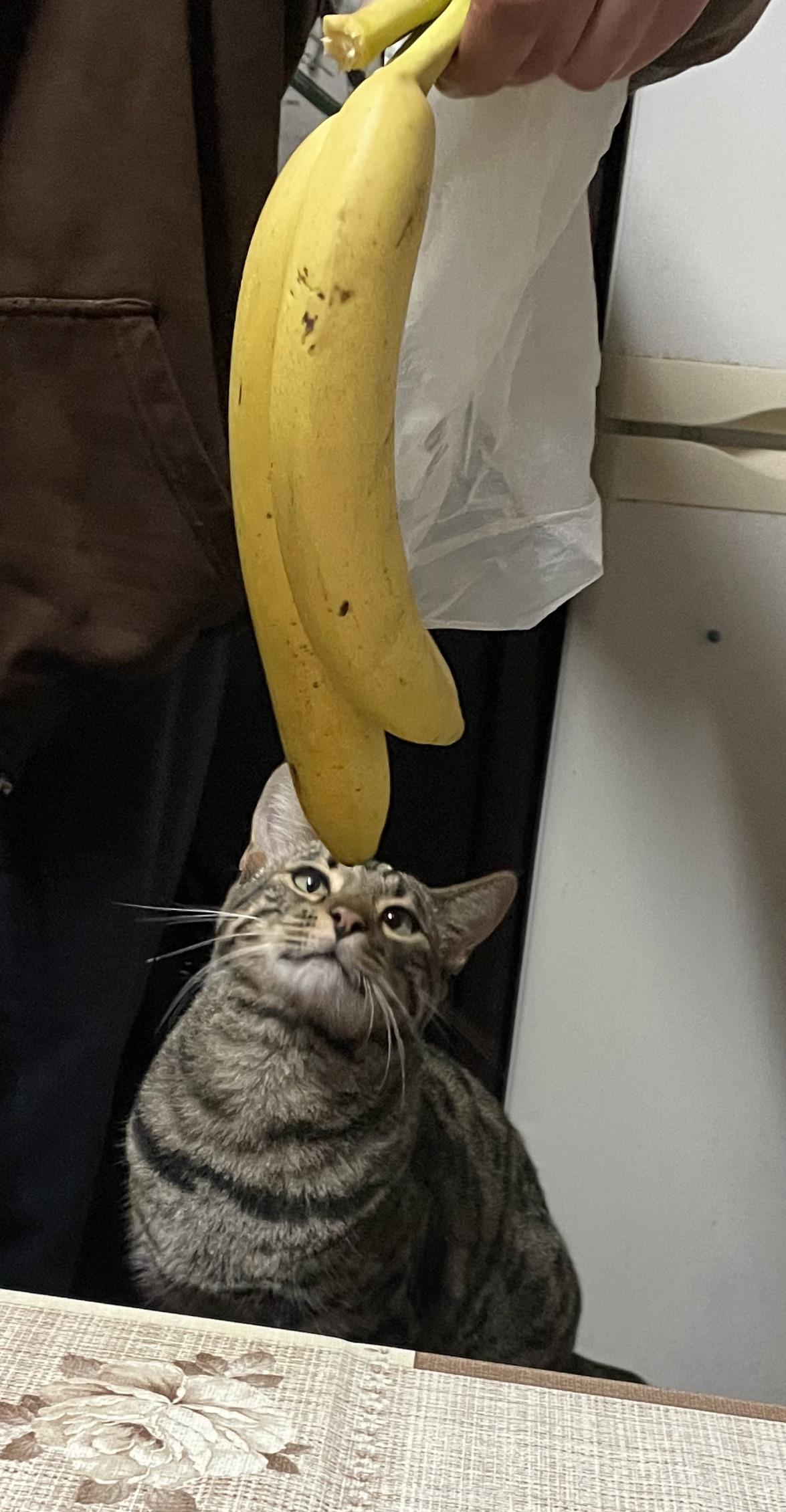 [OC] This cutie seeing bananas for the first time | Scrolller