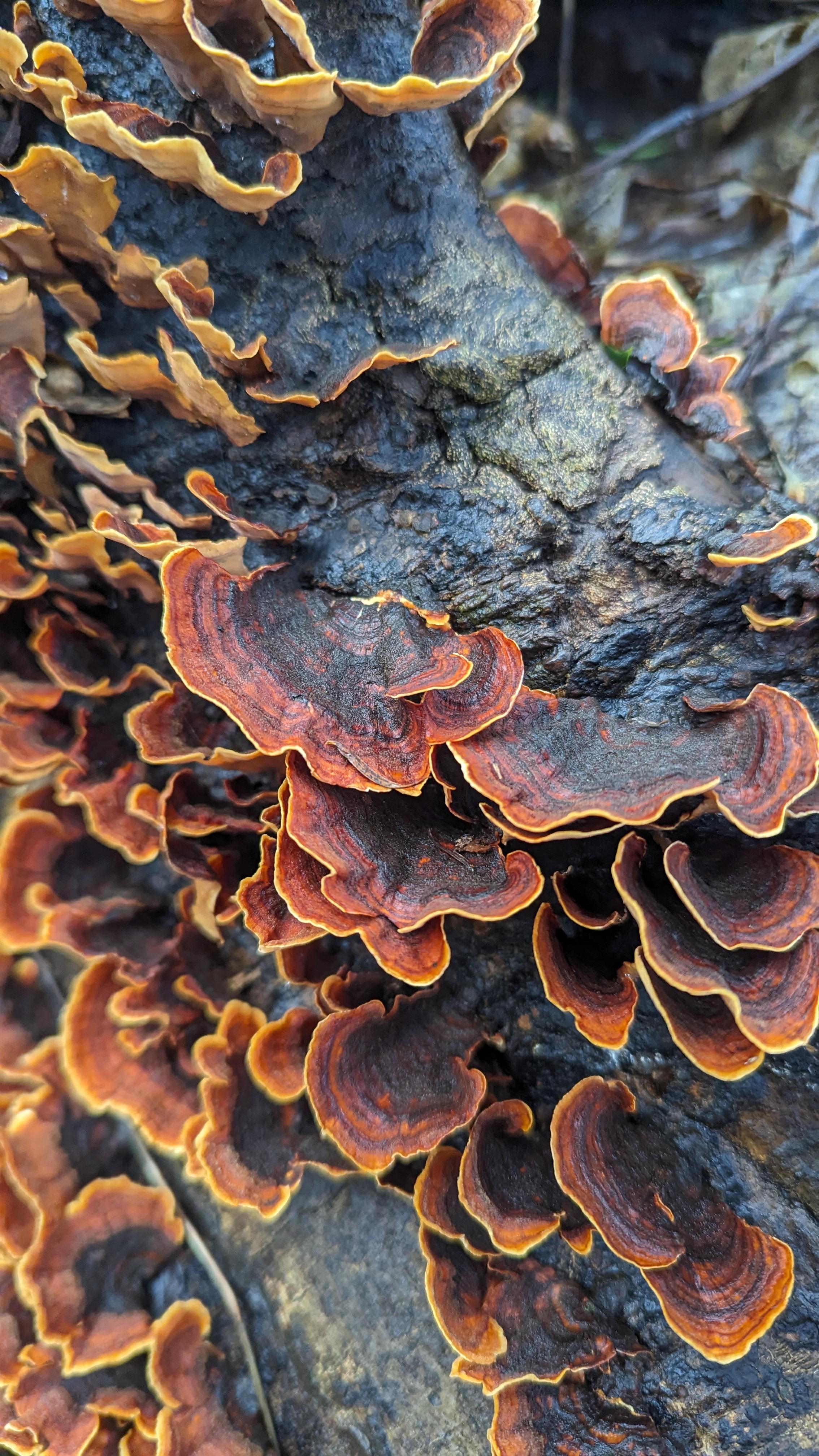 Surrey, UK | Scrolller