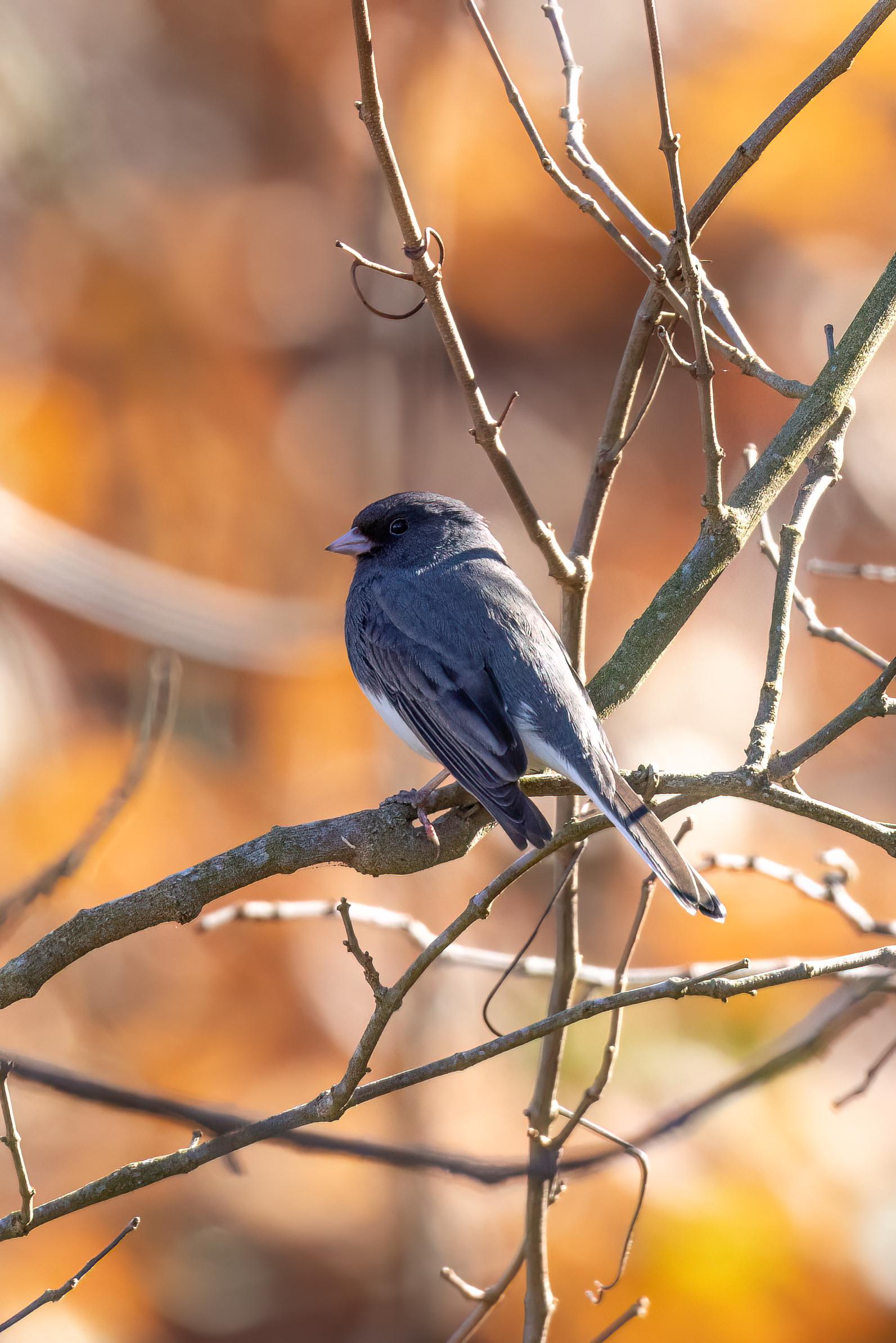 Dark-eyed Juncos have returned to my neck of the woods for the winter, cute little birds ...