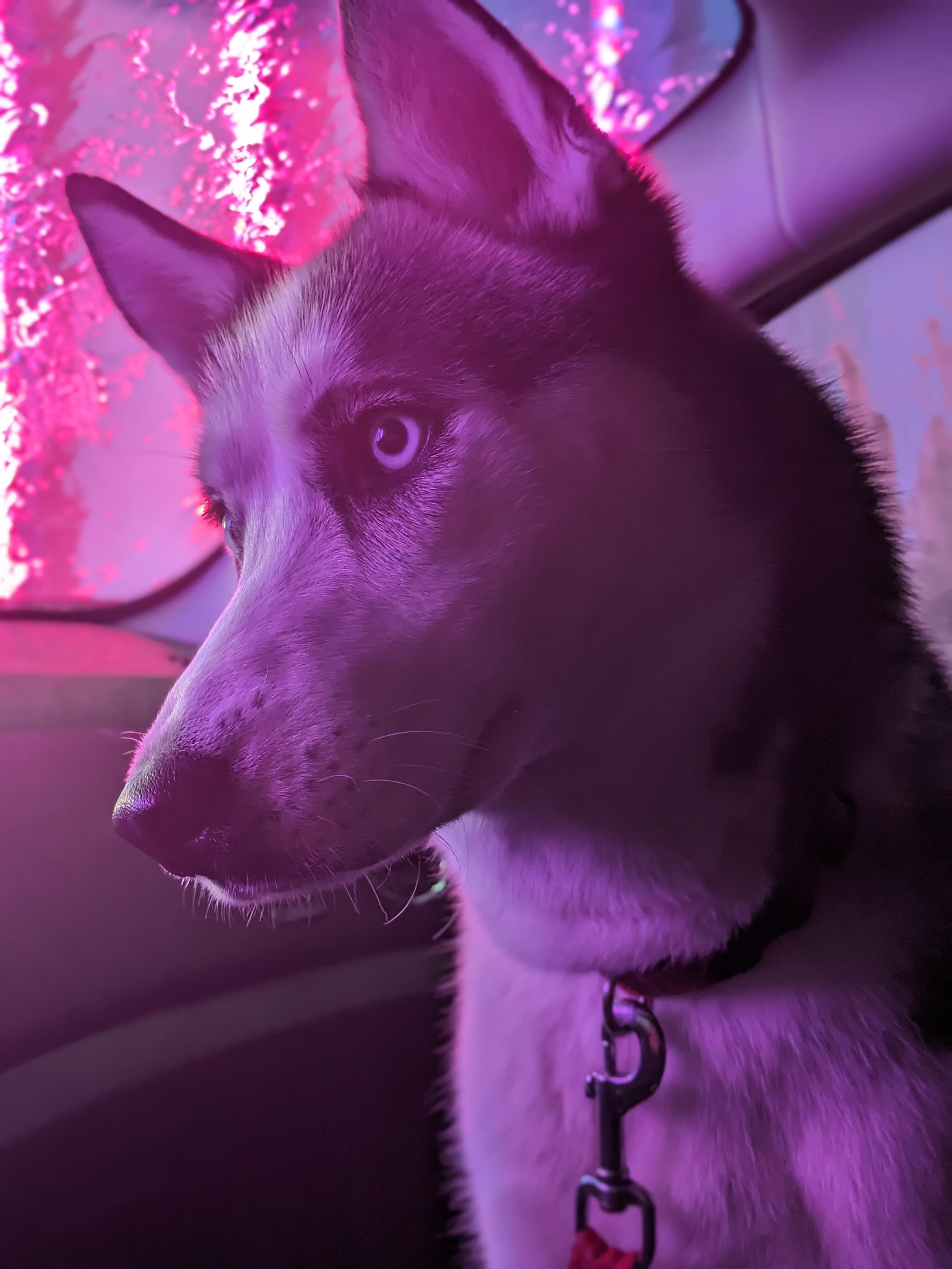 Cyberpunk Husky | Scrolller
