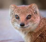 Mongoose Appreciation Post | Scrolller