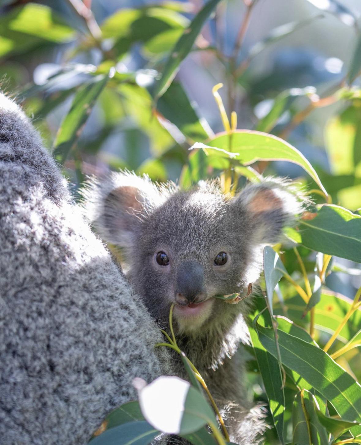 A few new joeys at the Australian Reptile Park | Scrolller