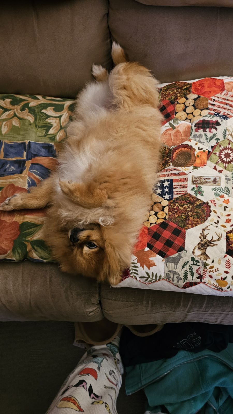 Discover more like Pomeranians: 🍁 Maple getting stuck 🍁 and Related Content | Scrolller