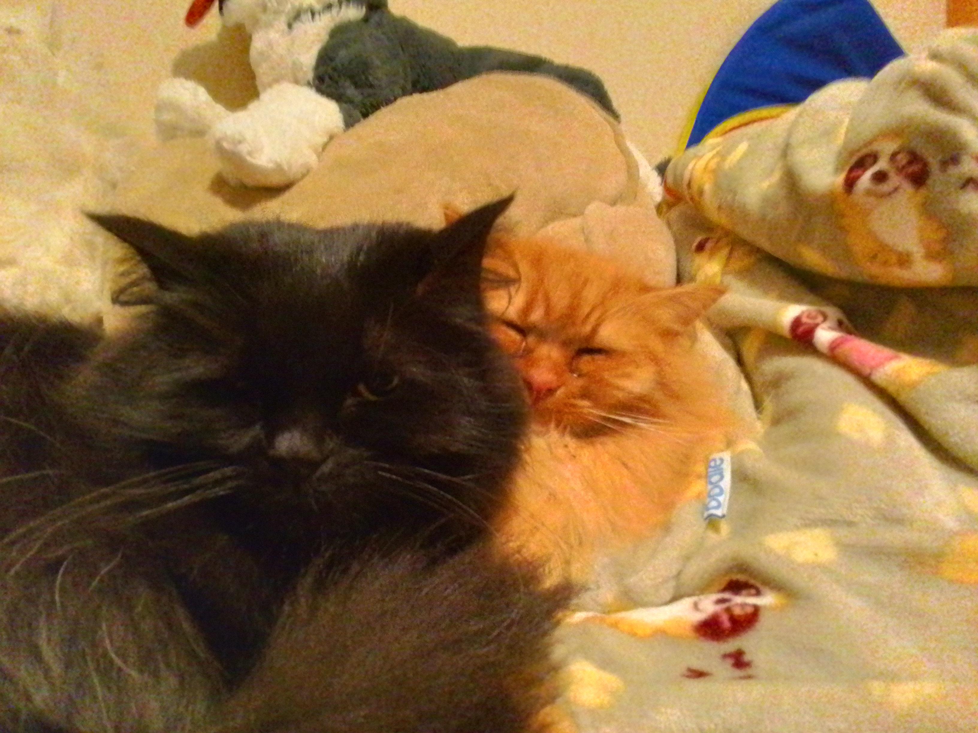 (OC) My cats being cats | Scrolller