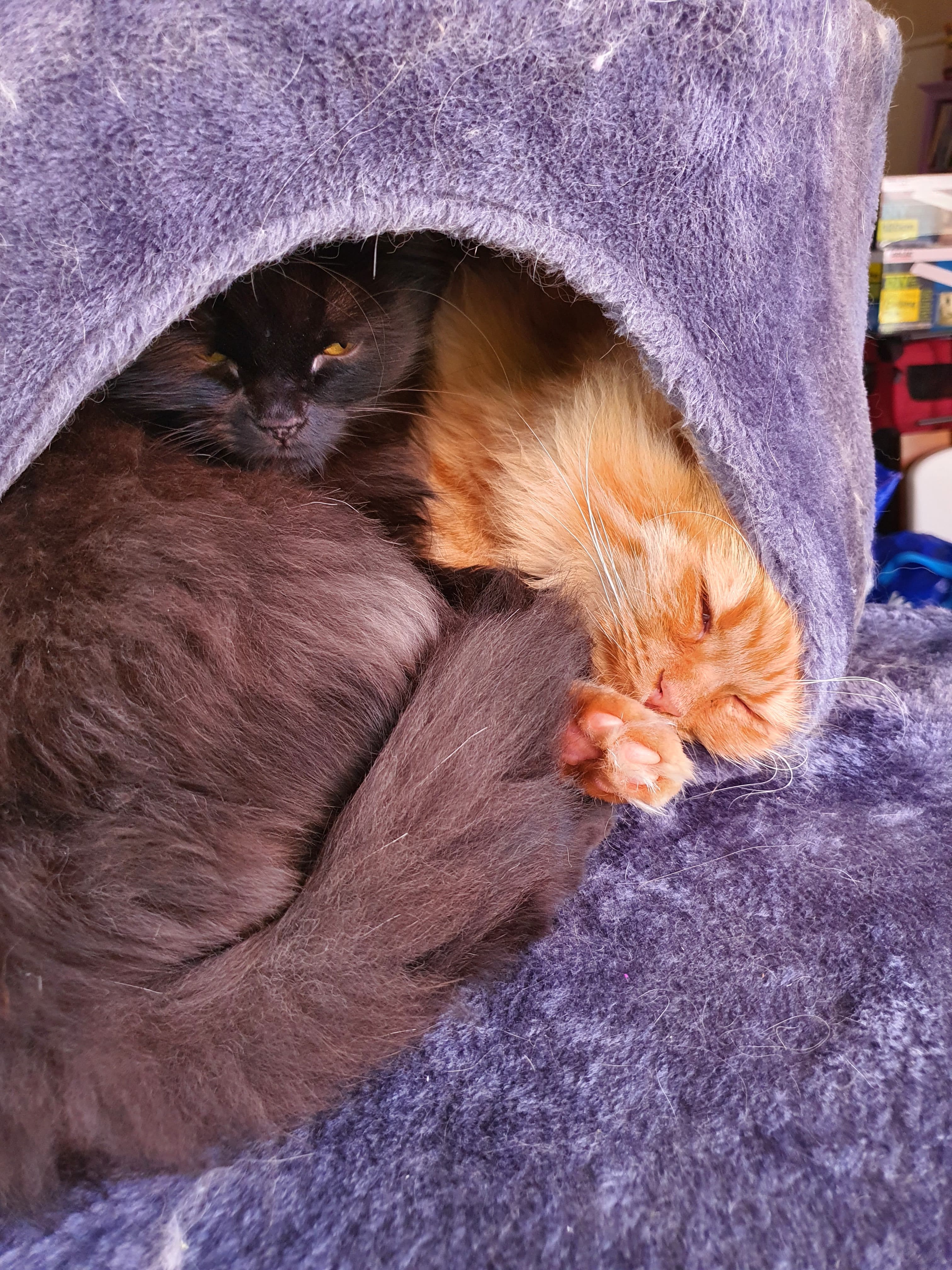 (OC) My cats being cats | Scrolller