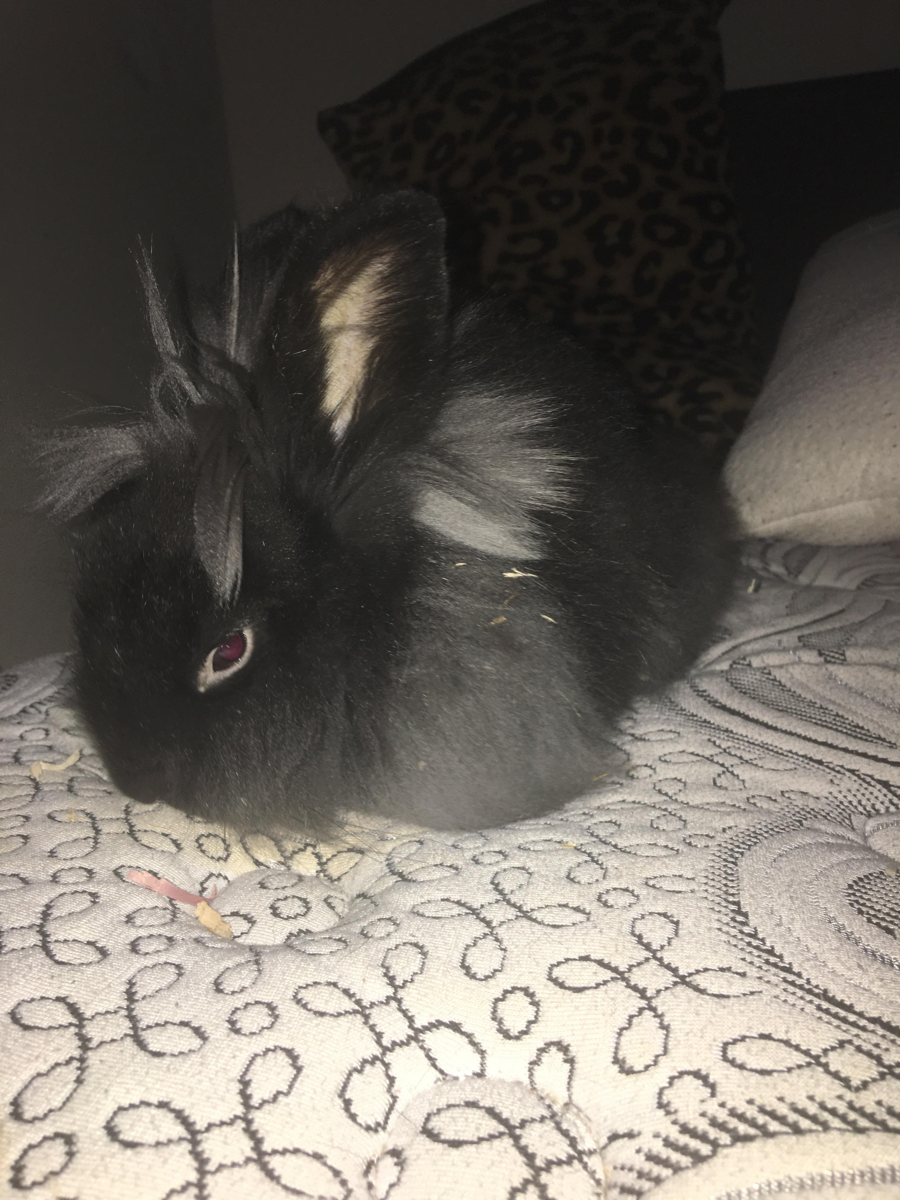 Meet my rabbit Nova! | Scrolller