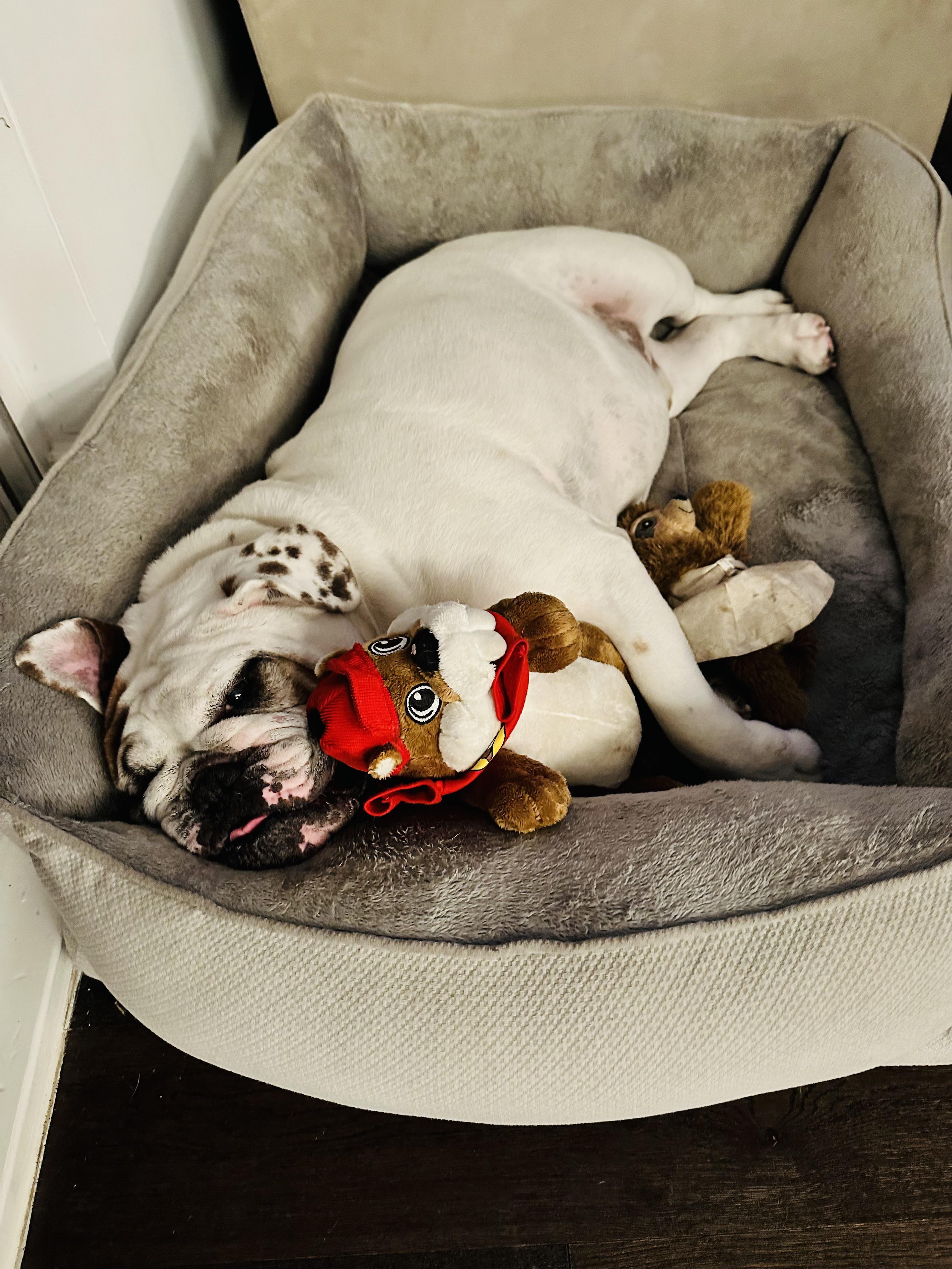 Bubba loves his beaver | Scrolller