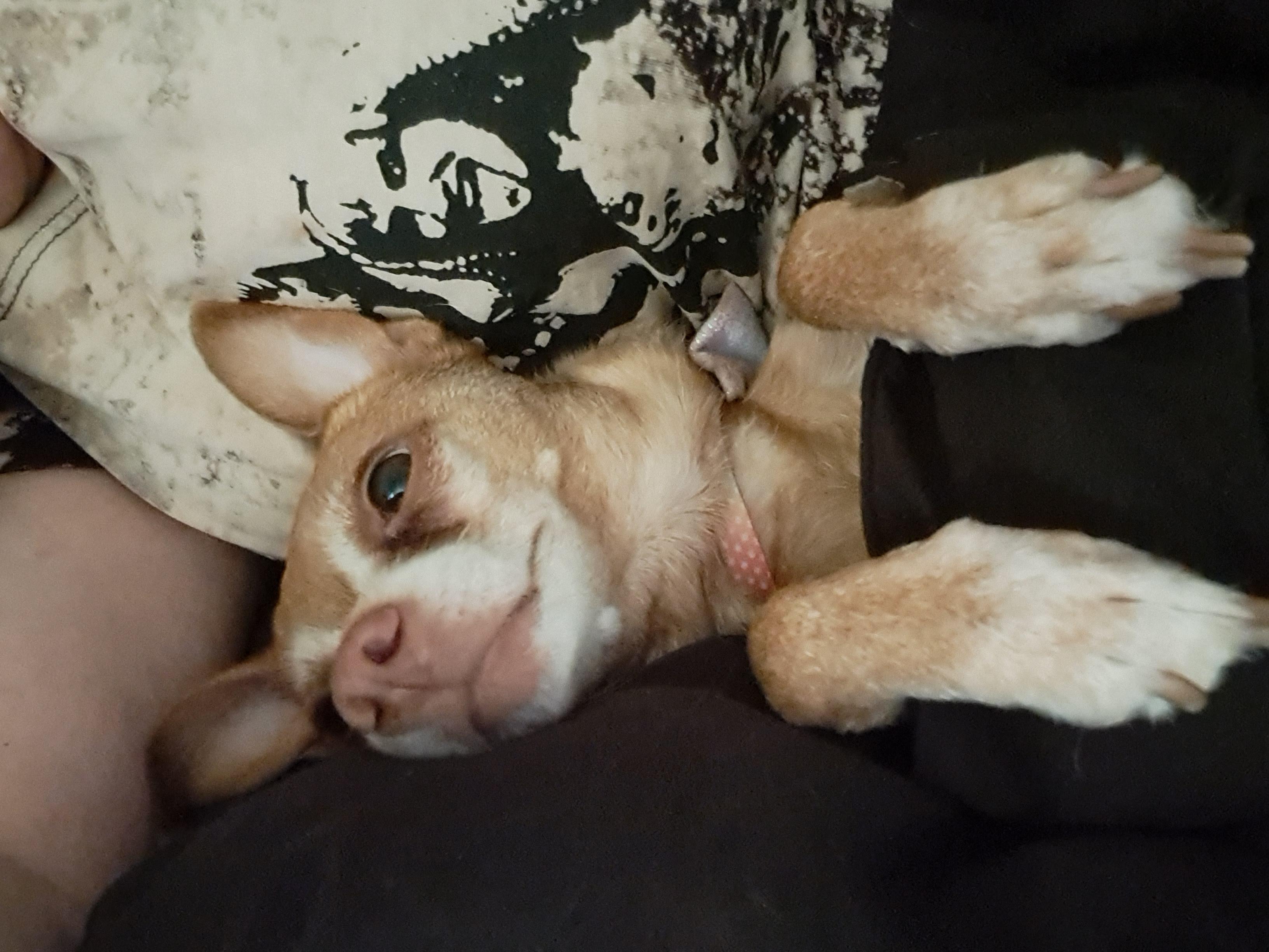 Spot the chi | Scrolller