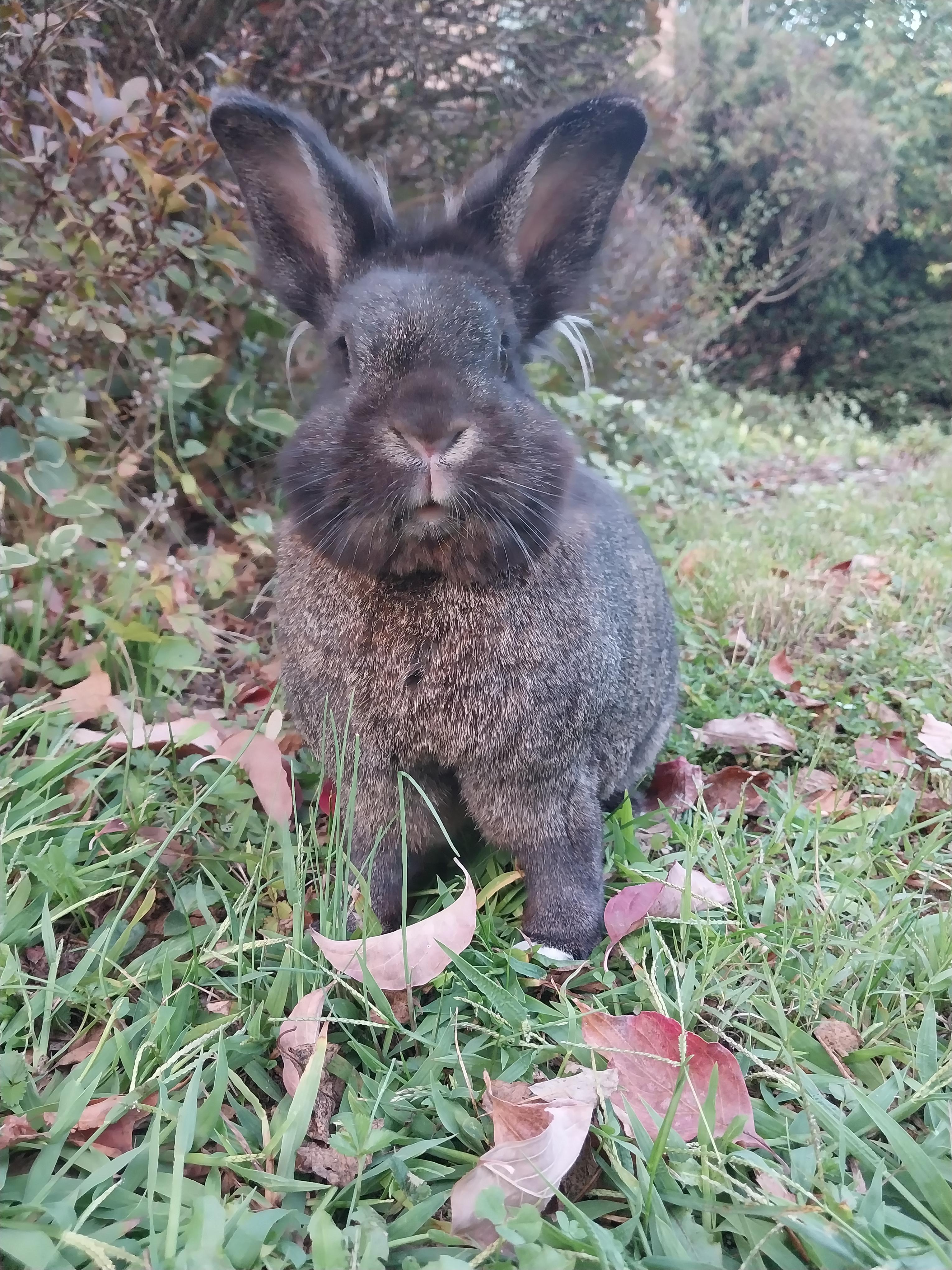 Discover more like Rabbits: Stuart outside again! and Related Content | Scrolller