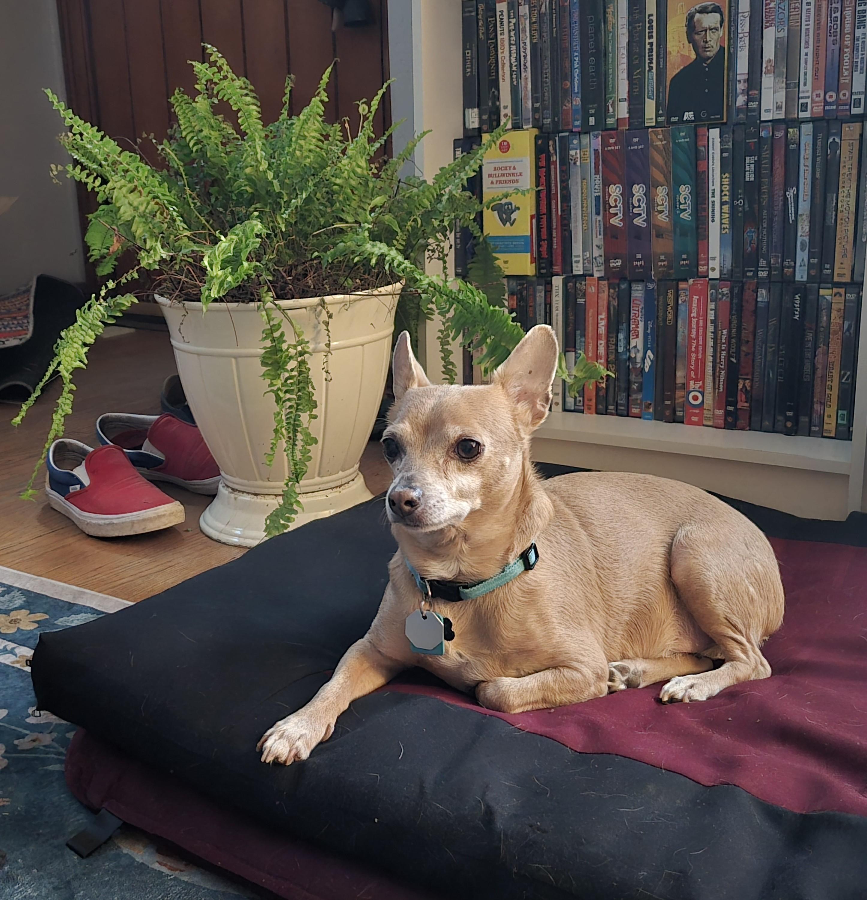 Our buddy Bigsby and our little boo Stella | Scrolller