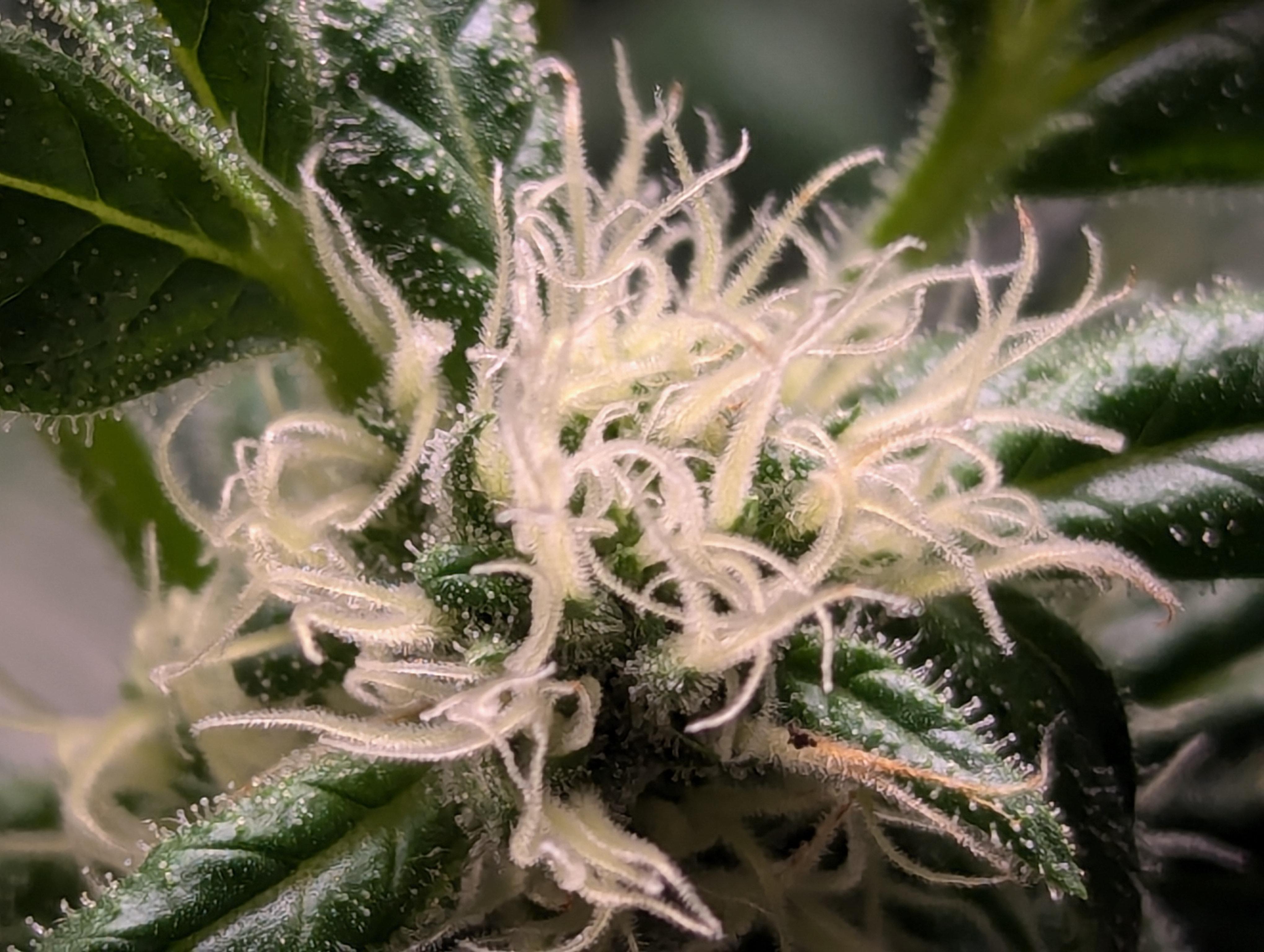 Flowering | Scrolller