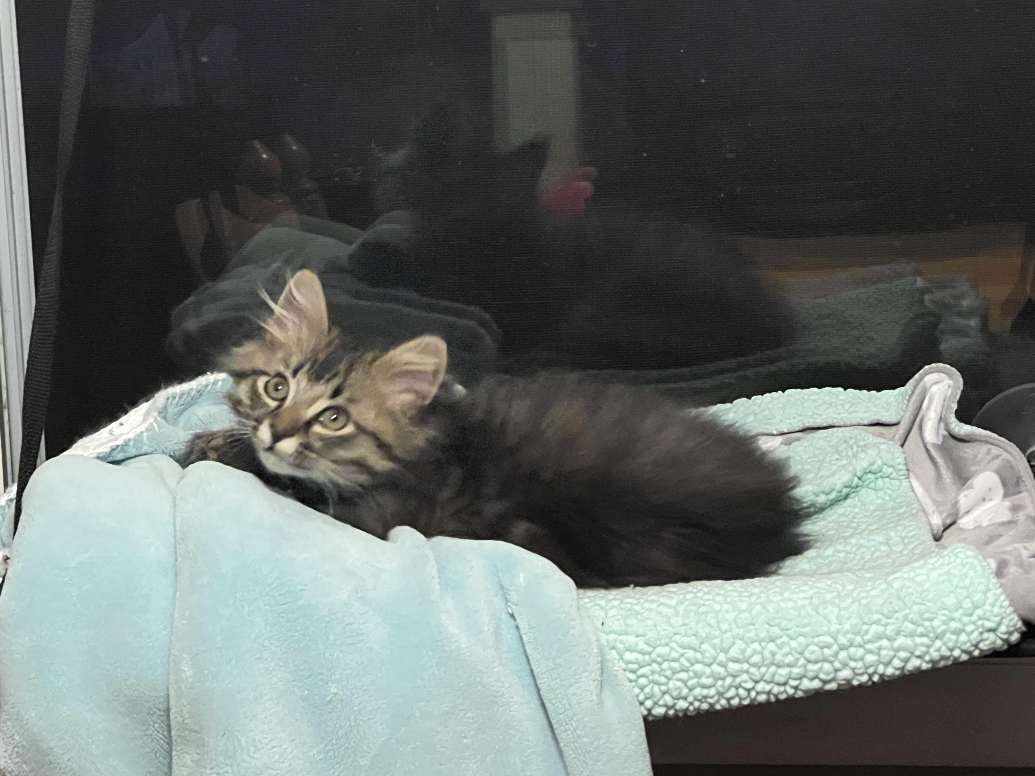 I won the kitten lottery! | Scrolller