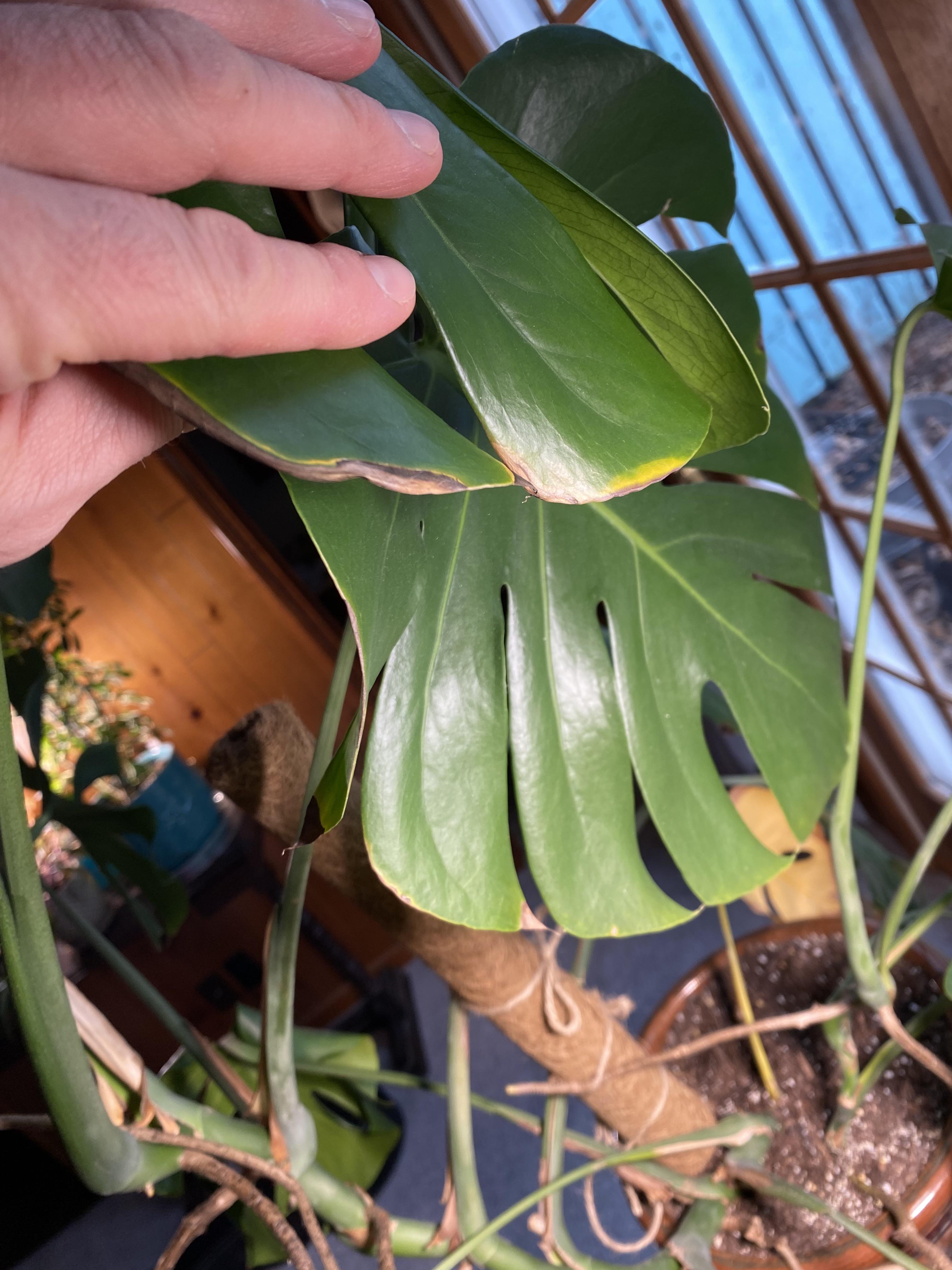 Monstera Sick | Scrolller