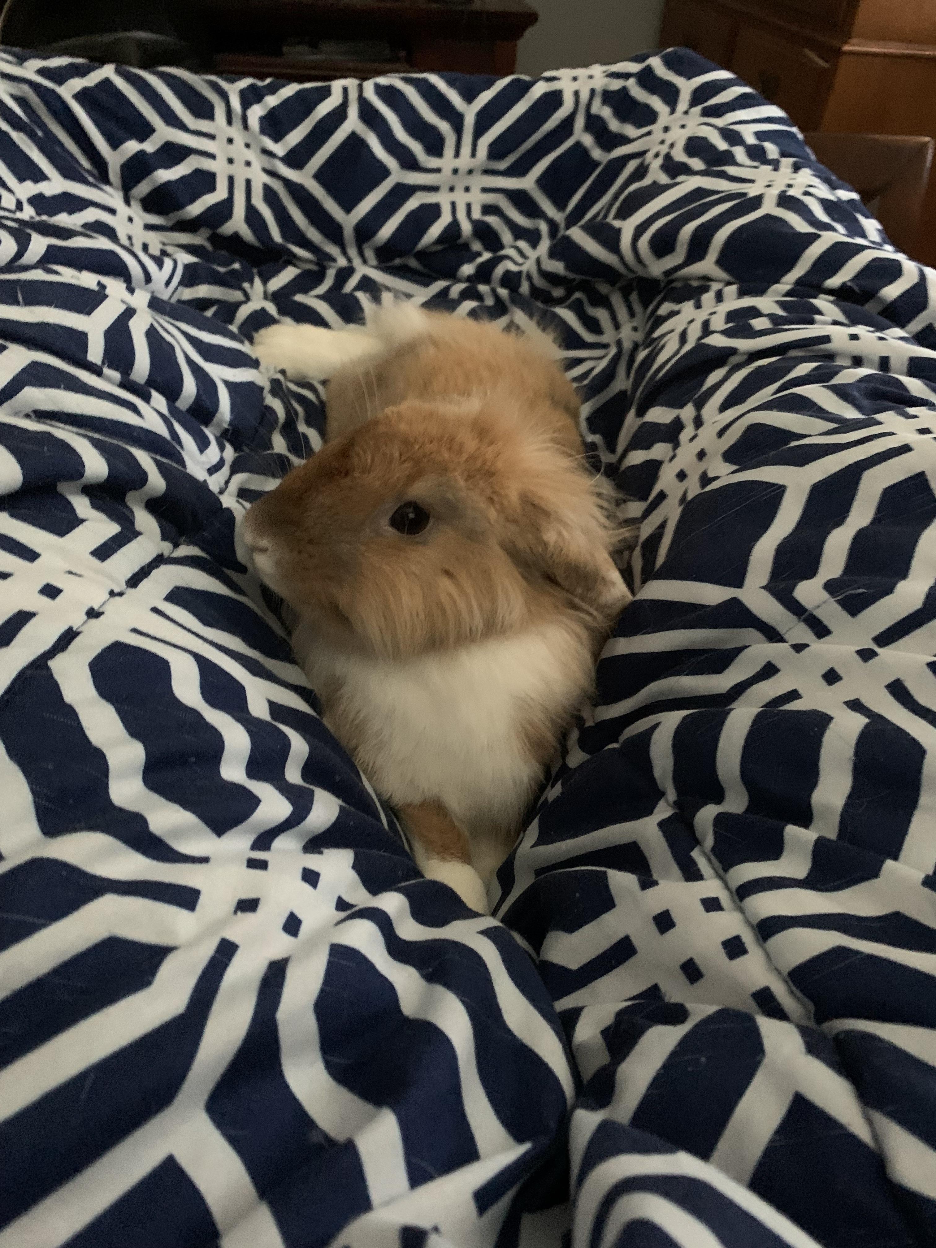 Bunny Breed ID? | Scrolller