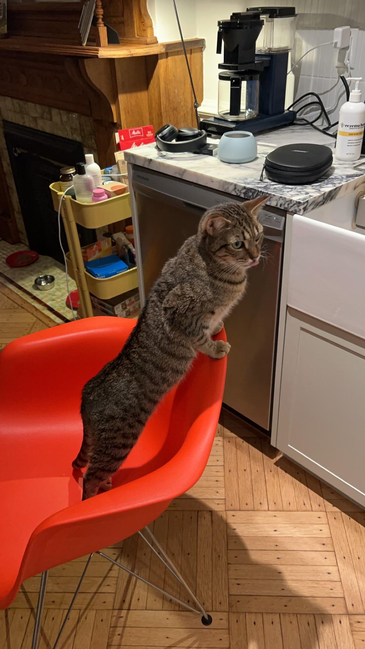 Sous chef wasn’t much help on this one | Scrolller