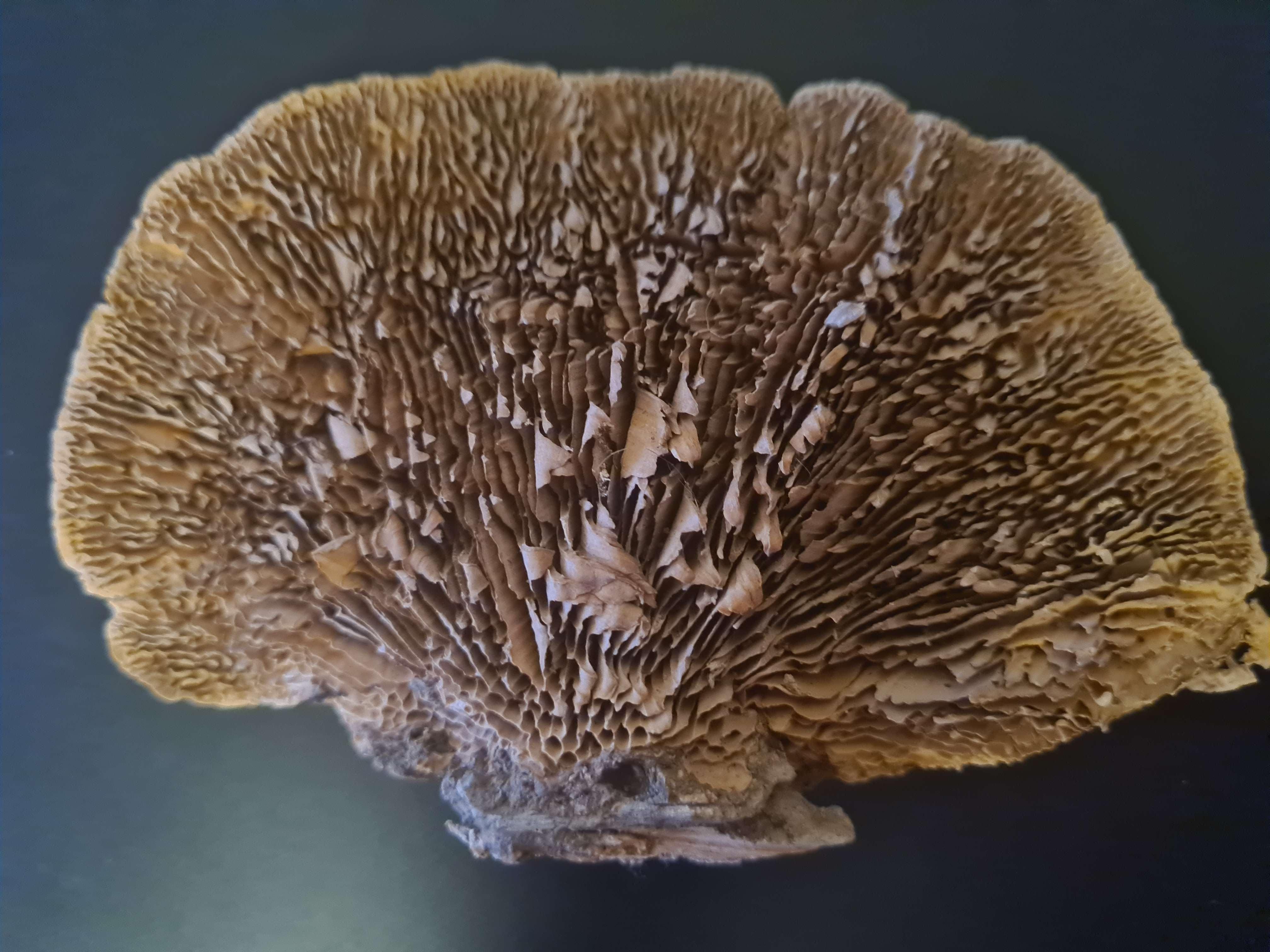 Help IDing dried specimen | Scrolller