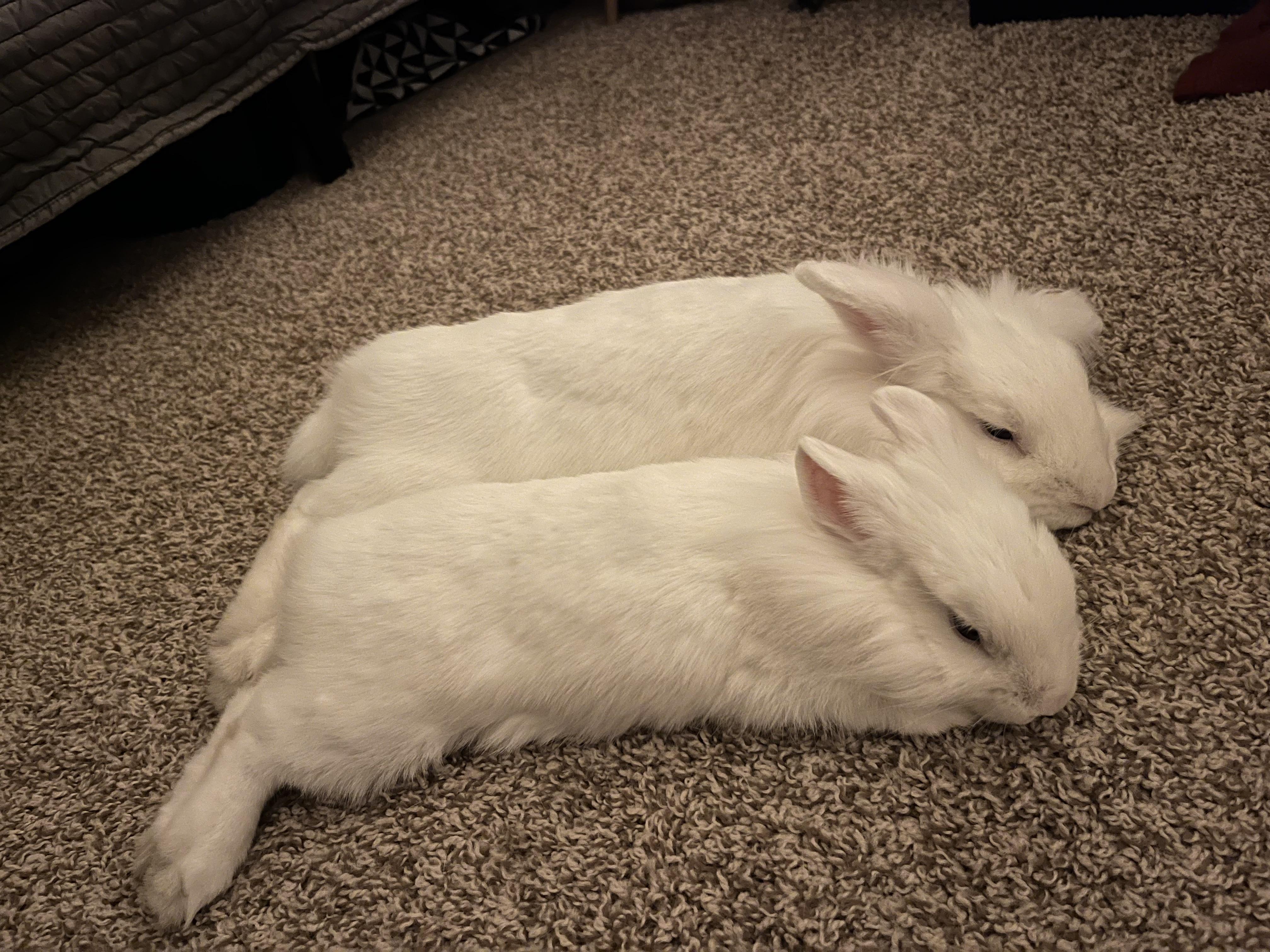 Best Trio Combinations? Trio advice | Scrolller