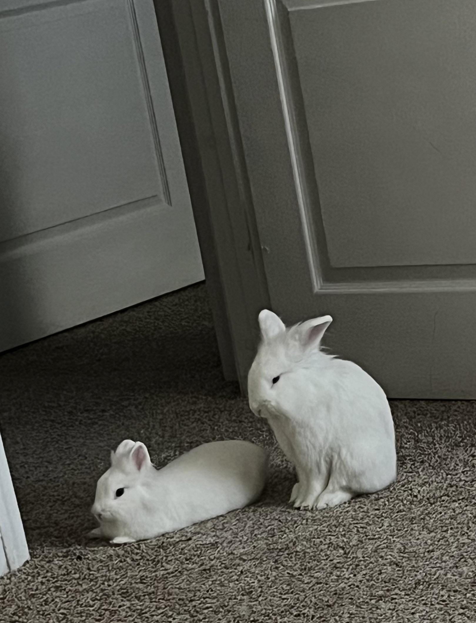 Best Trio Combinations? Trio advice | Scrolller