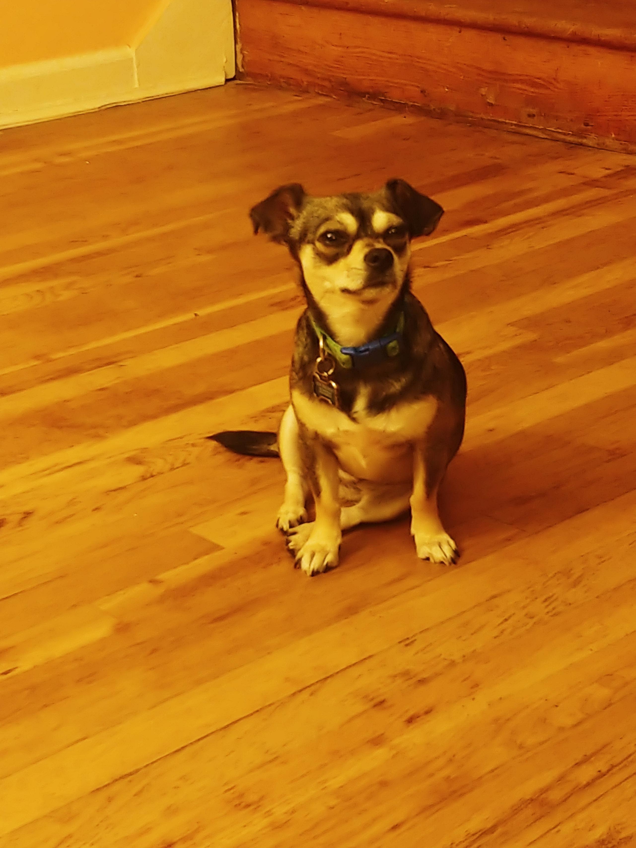 Meet Sadie | Scrolller