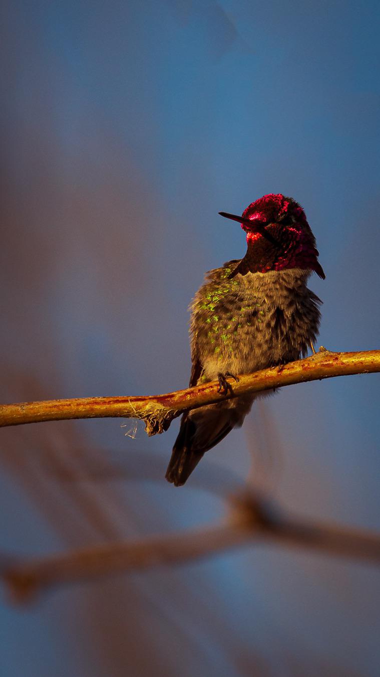 Anna’s hummingbird | Scrolller