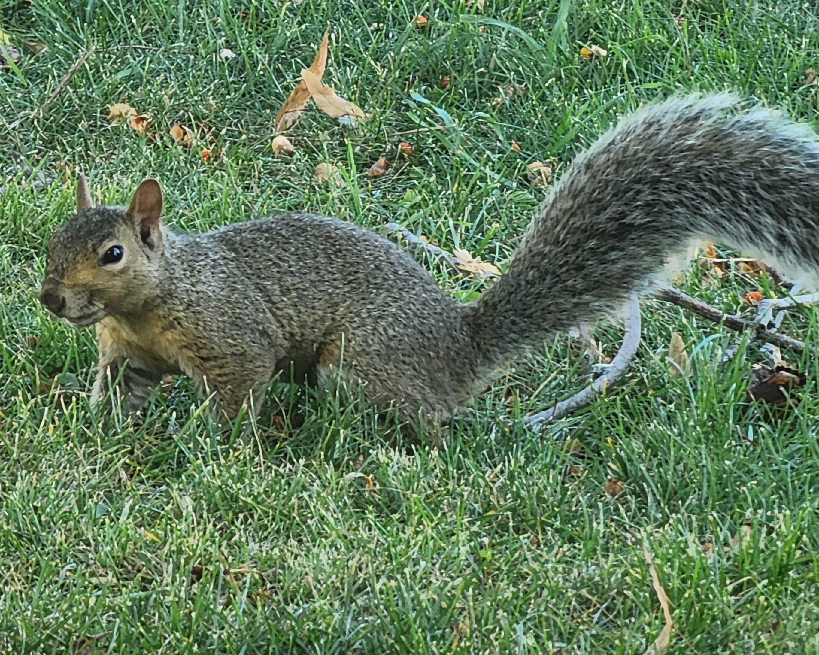 Discover more like Squirrels: Stumpy and Simon and Related Content | Scrolller