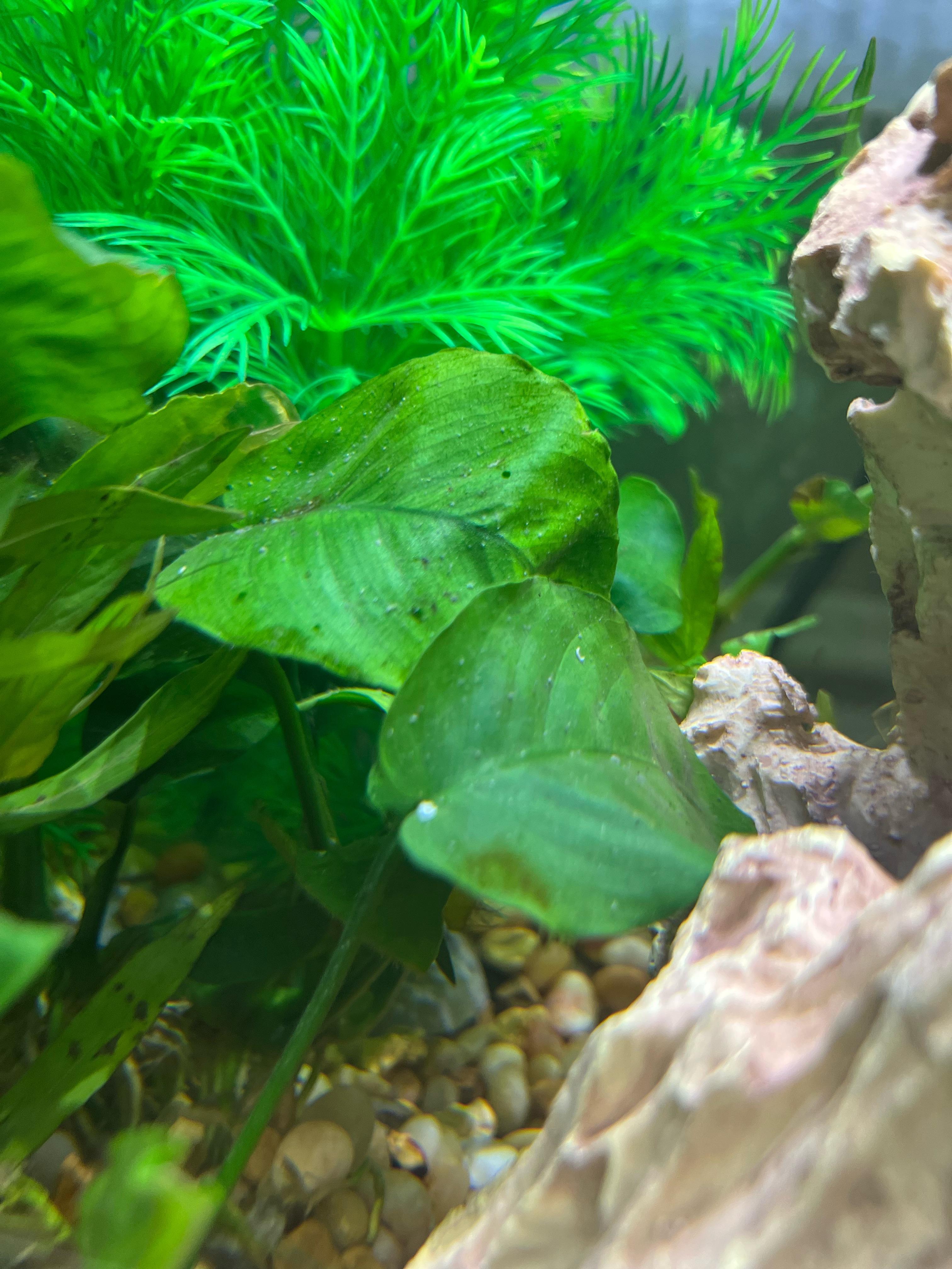 Anubias Question? | Scrolller