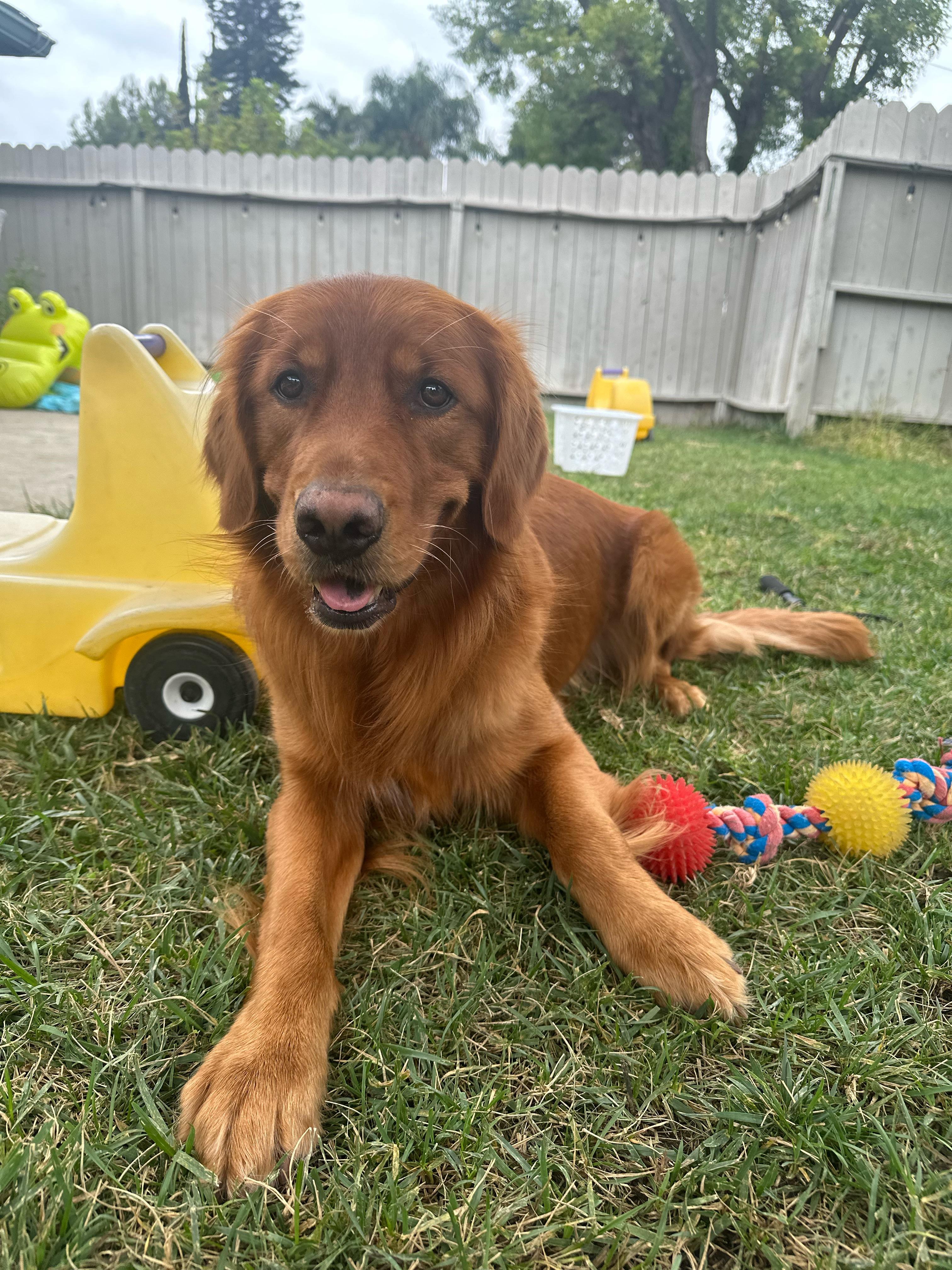 Help! My dog keeps being on this stone pillar in our backyard and I’m afraid it’s ruining it ...