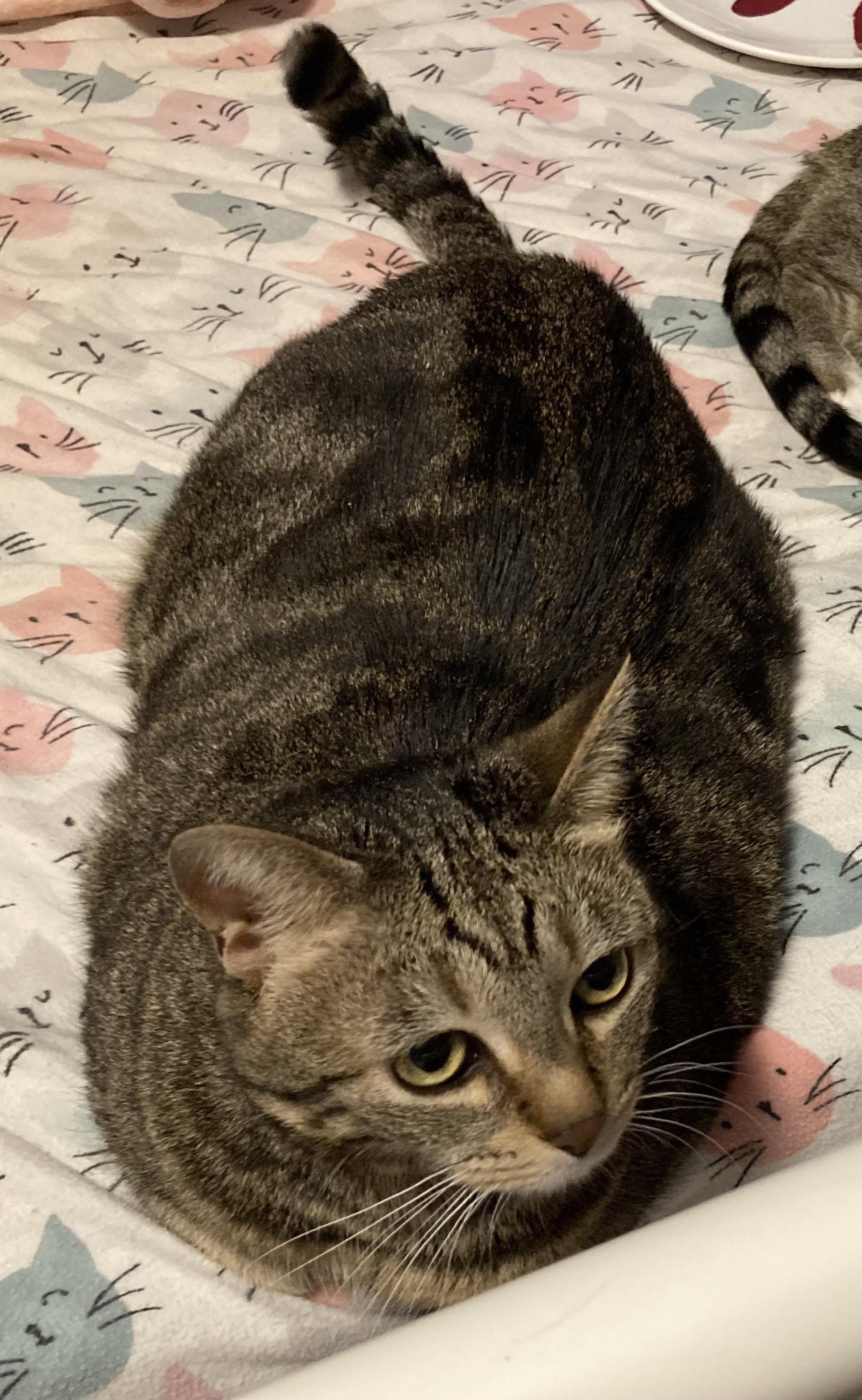 Rate my cat loaves | Scrolller