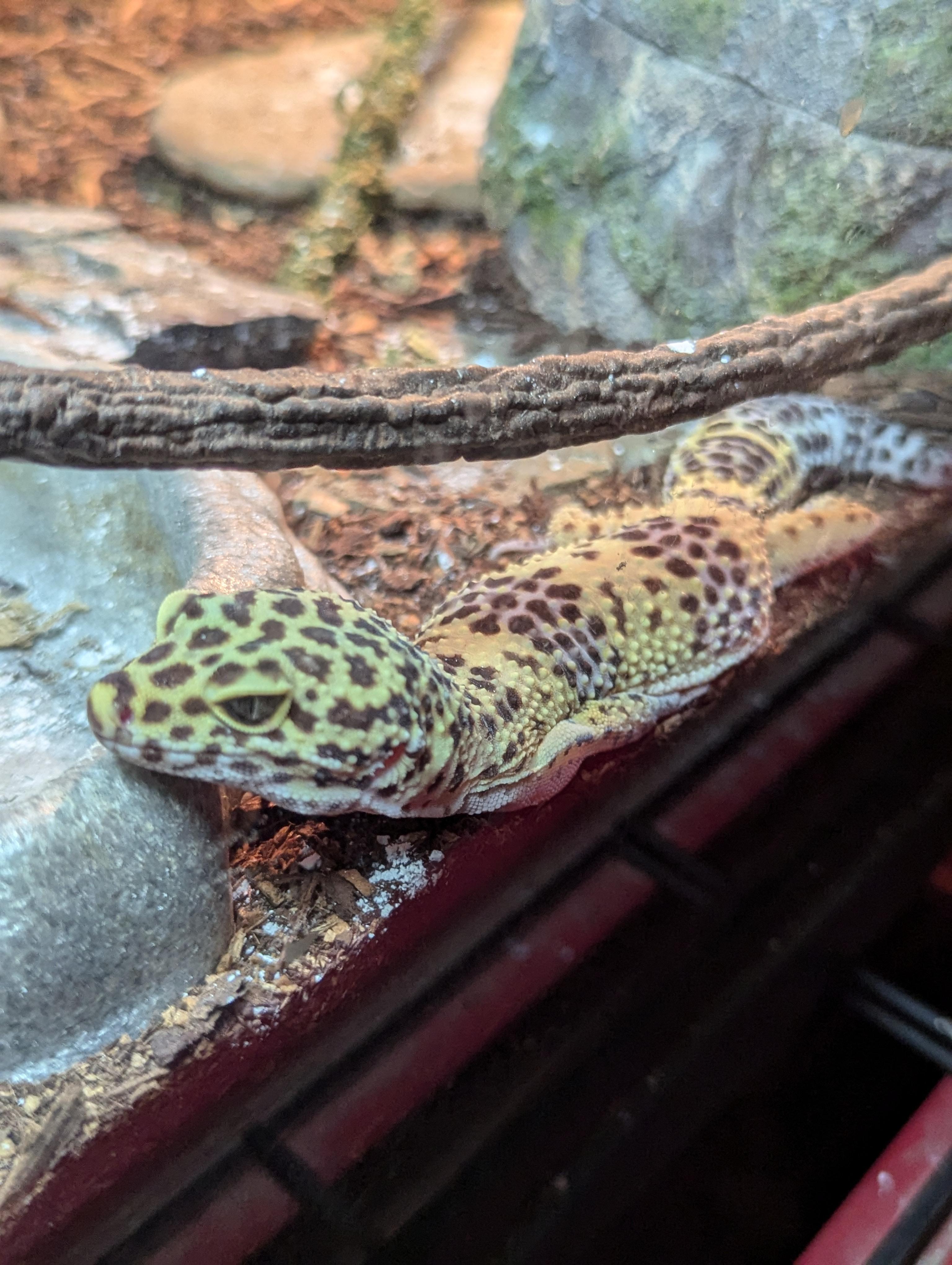 Rate my sploot | Scrolller