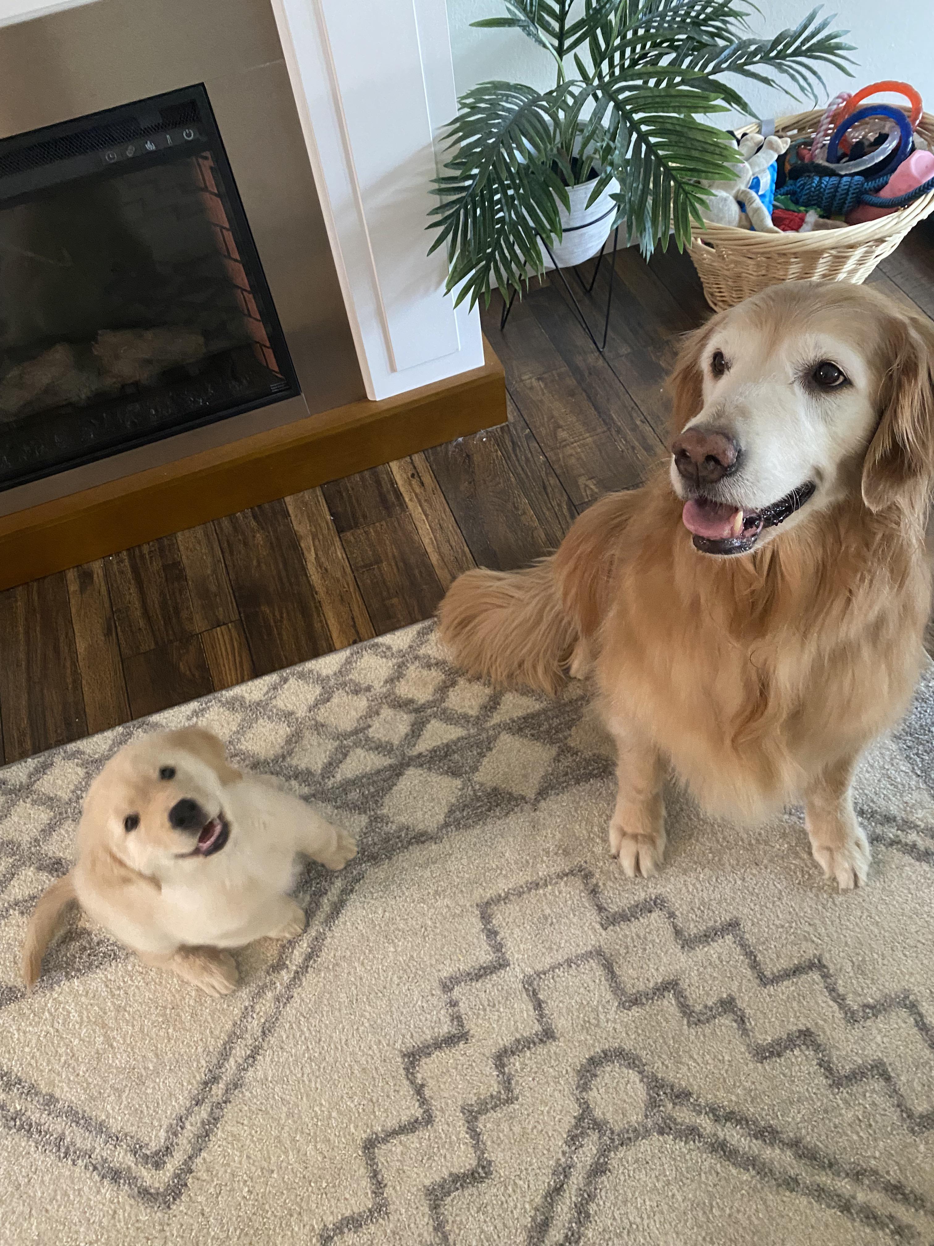 Welcome home, Ronin! [OC] | Scrolller