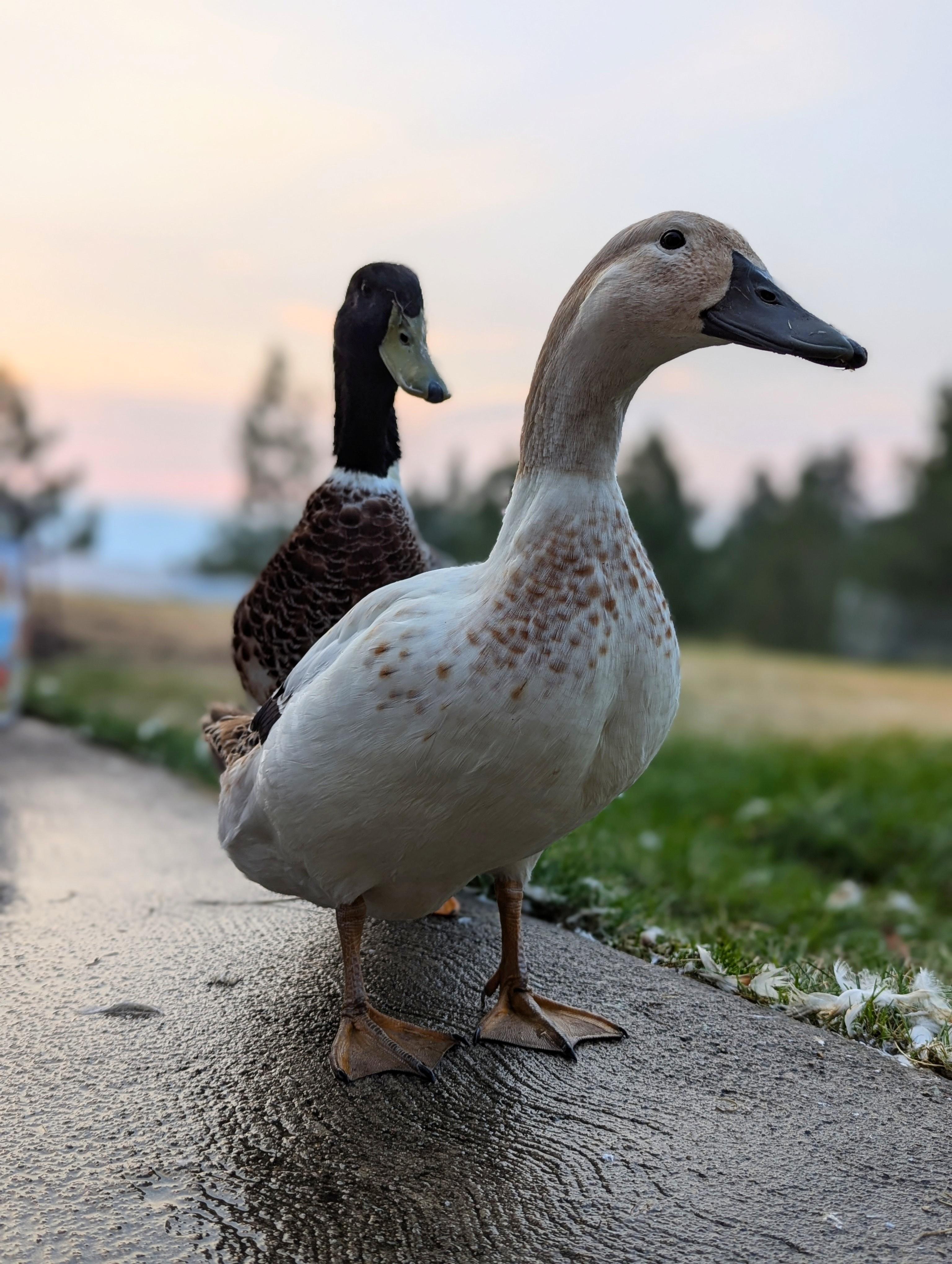 Pet ducks | Scrolller