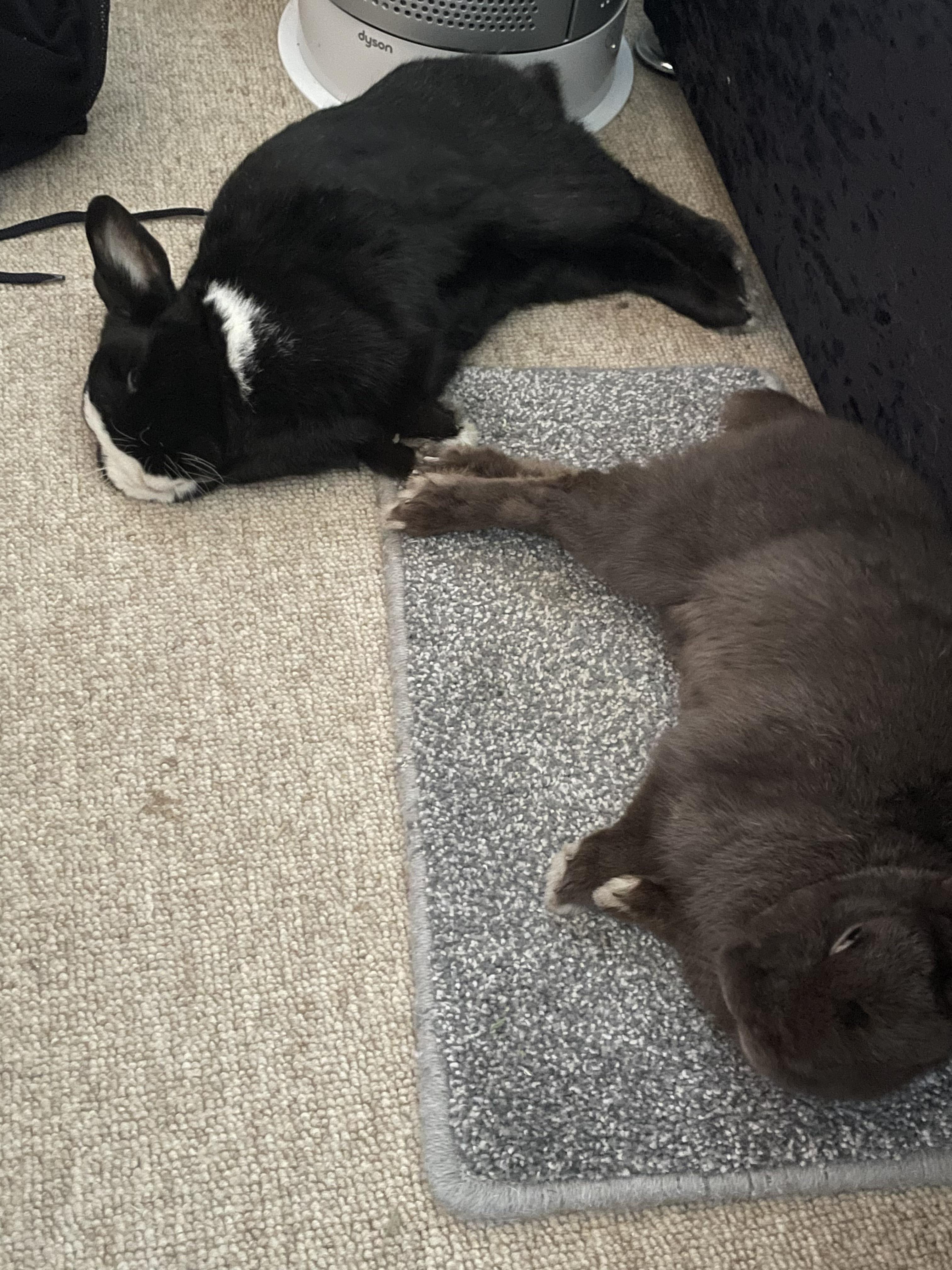 There’s been a massacre! | Scrolller