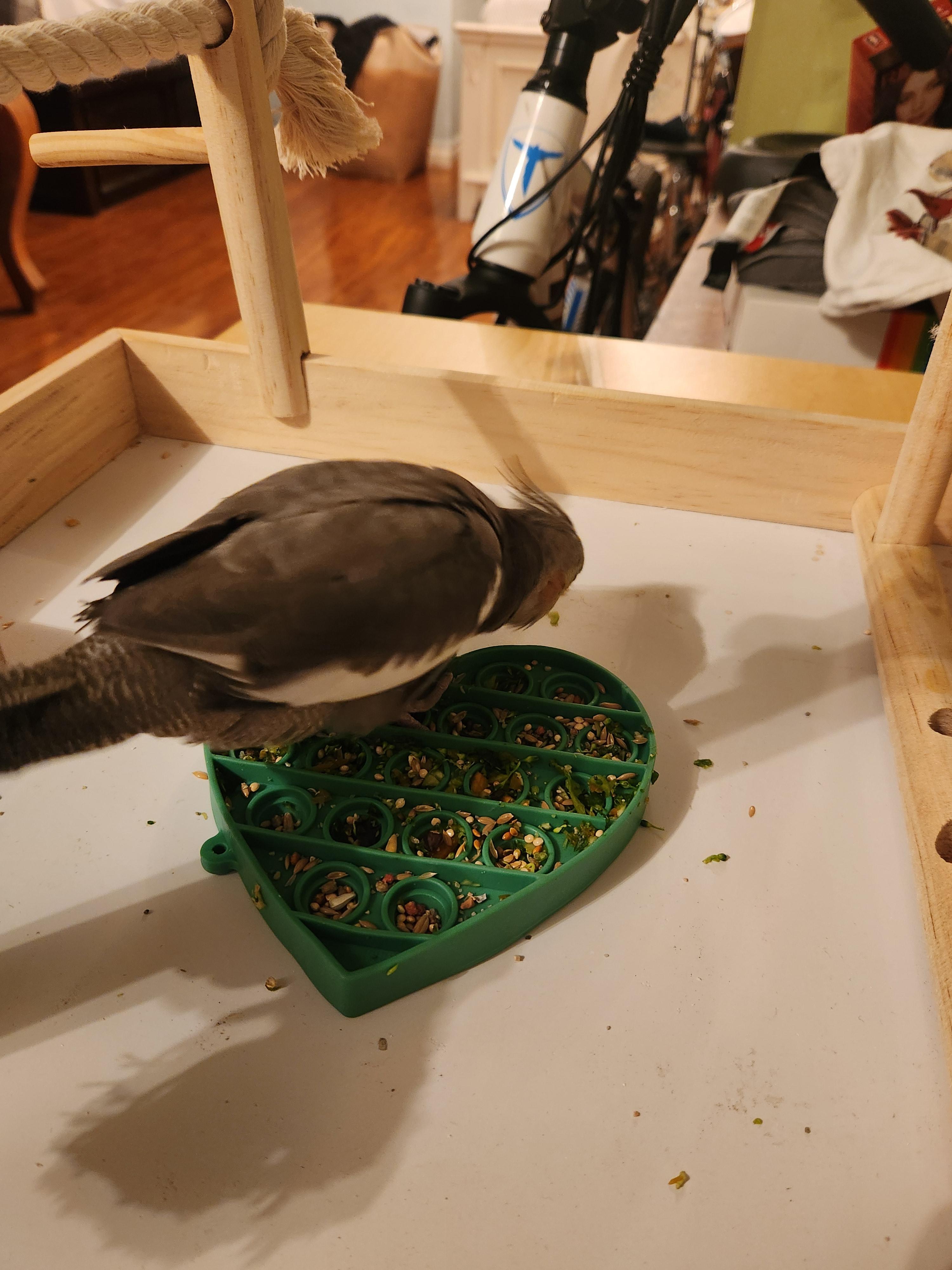 Makeshift foraging feeder? | Scrolller