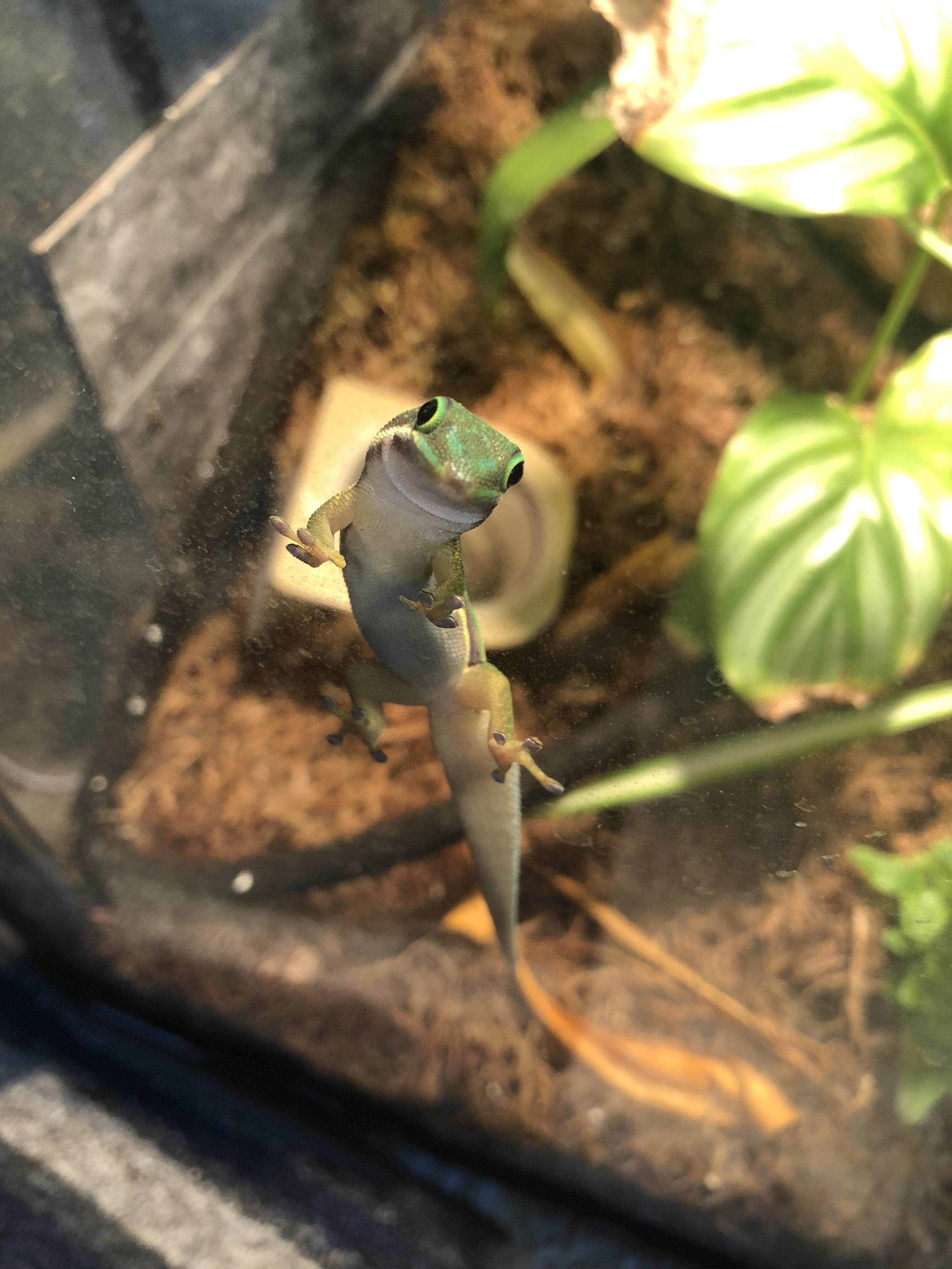 Venti and Xiao, my lined day geckos. Currently separated until Xiao gets a little bigger, but I ...