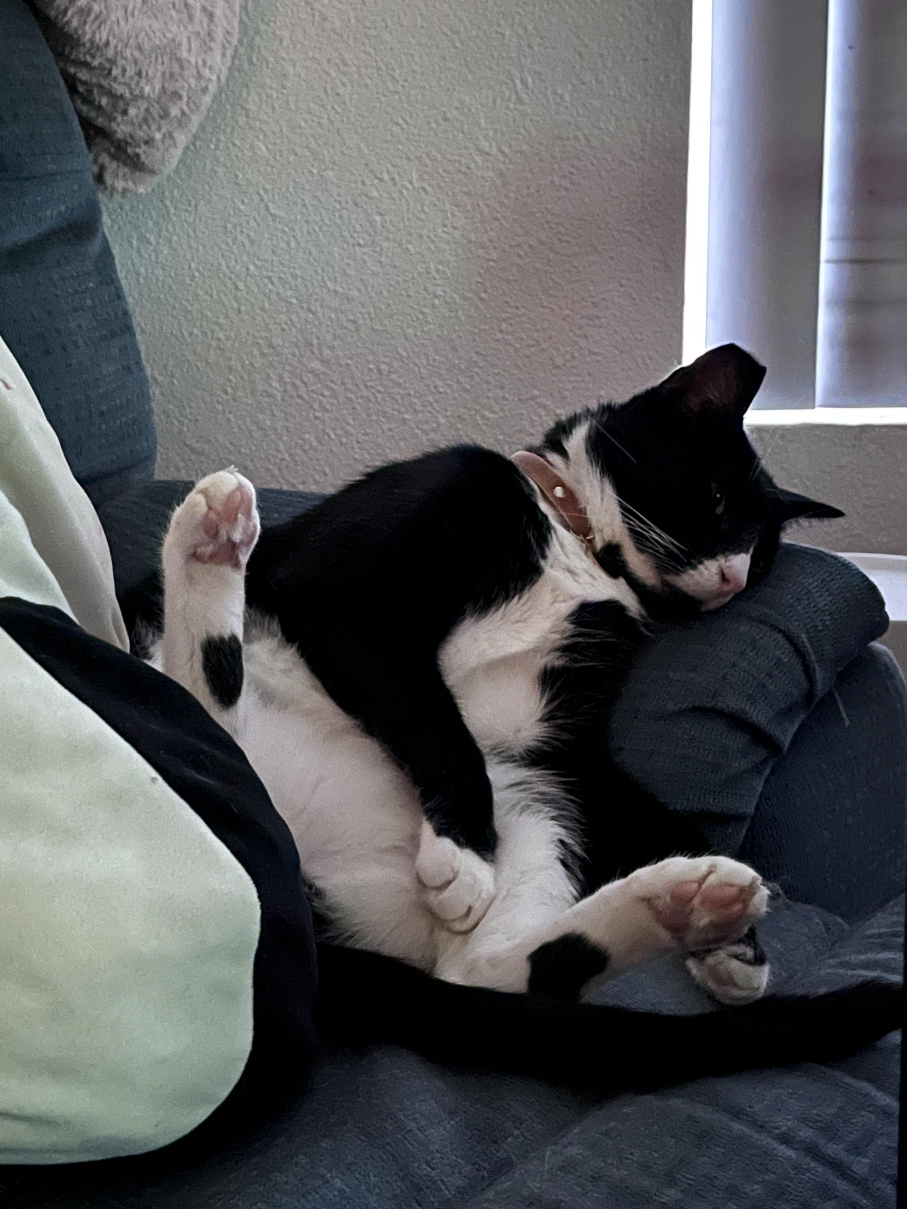 I caught Pinky big chilling like never before | Scrolller