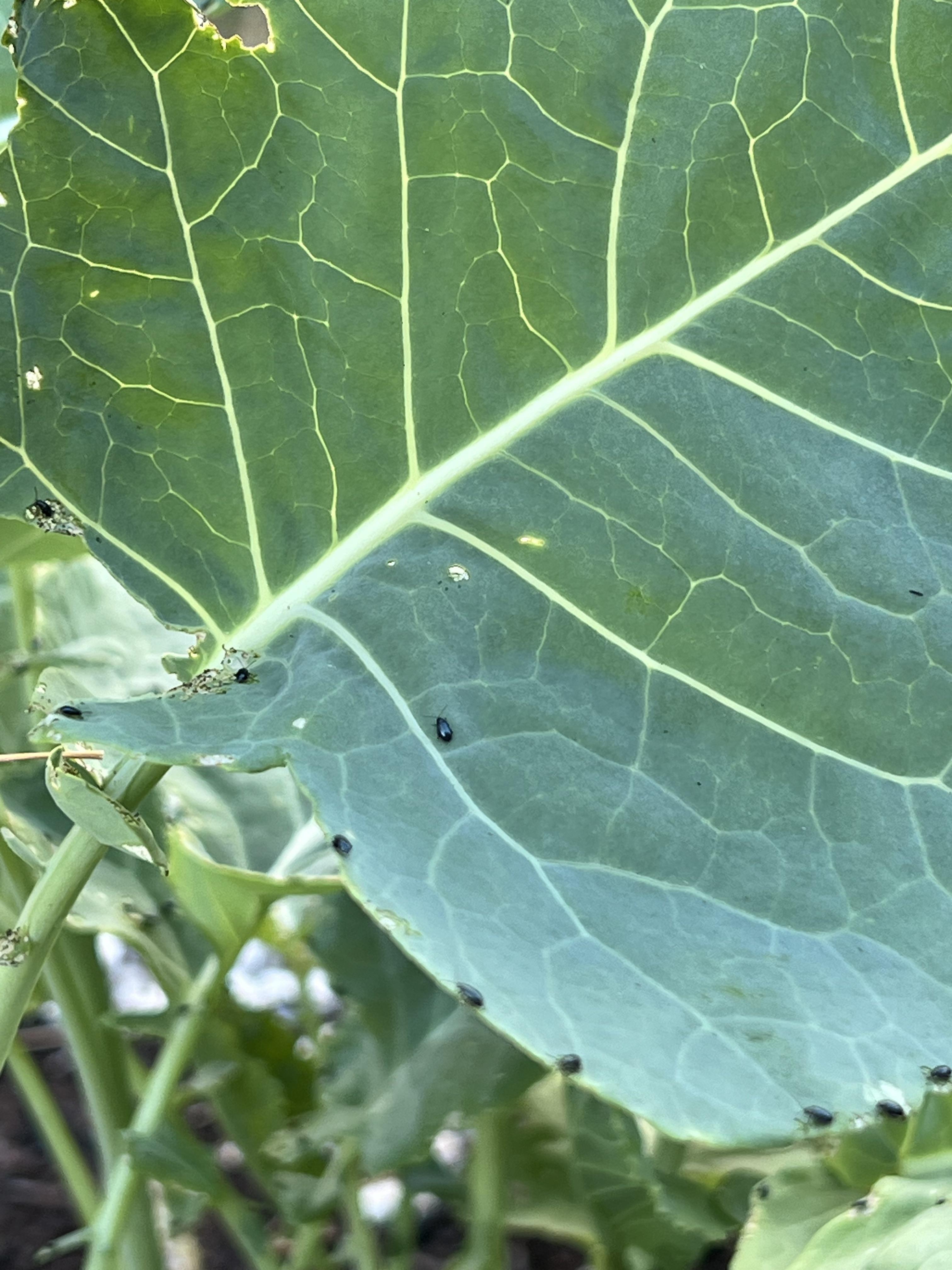 What are these bugs on my brassicas??th | Scrolller