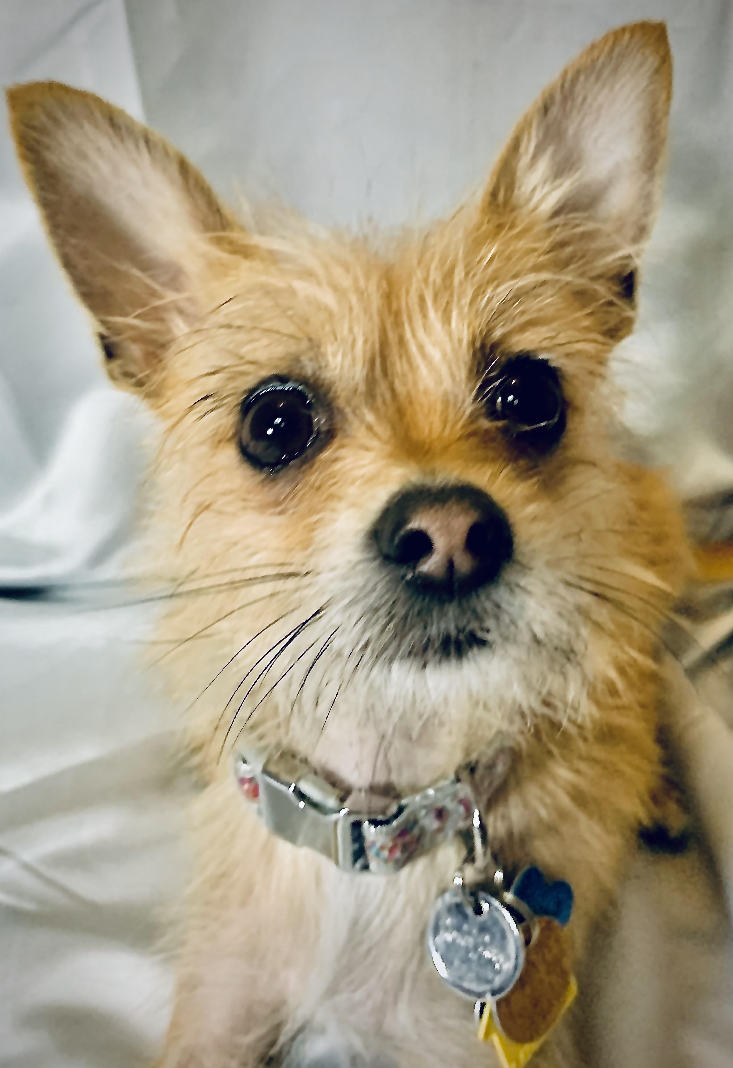 You guys accept mix breeds? | Scrolller