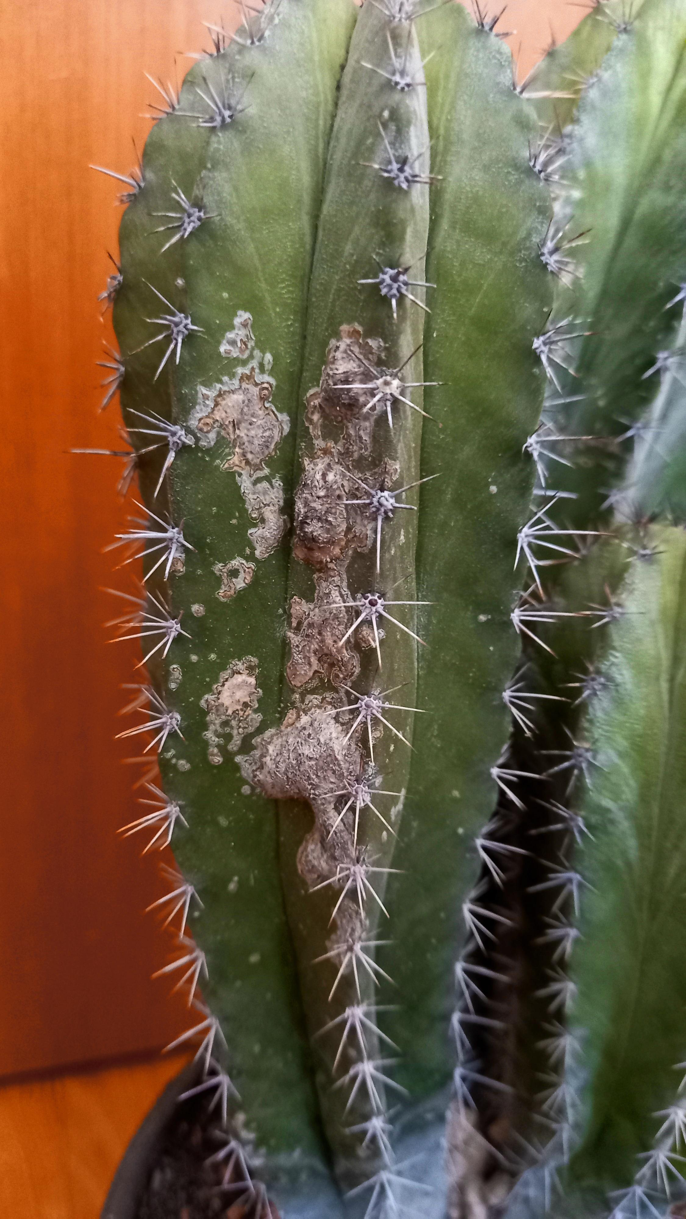 What's this thing on my cactus | Scrolller