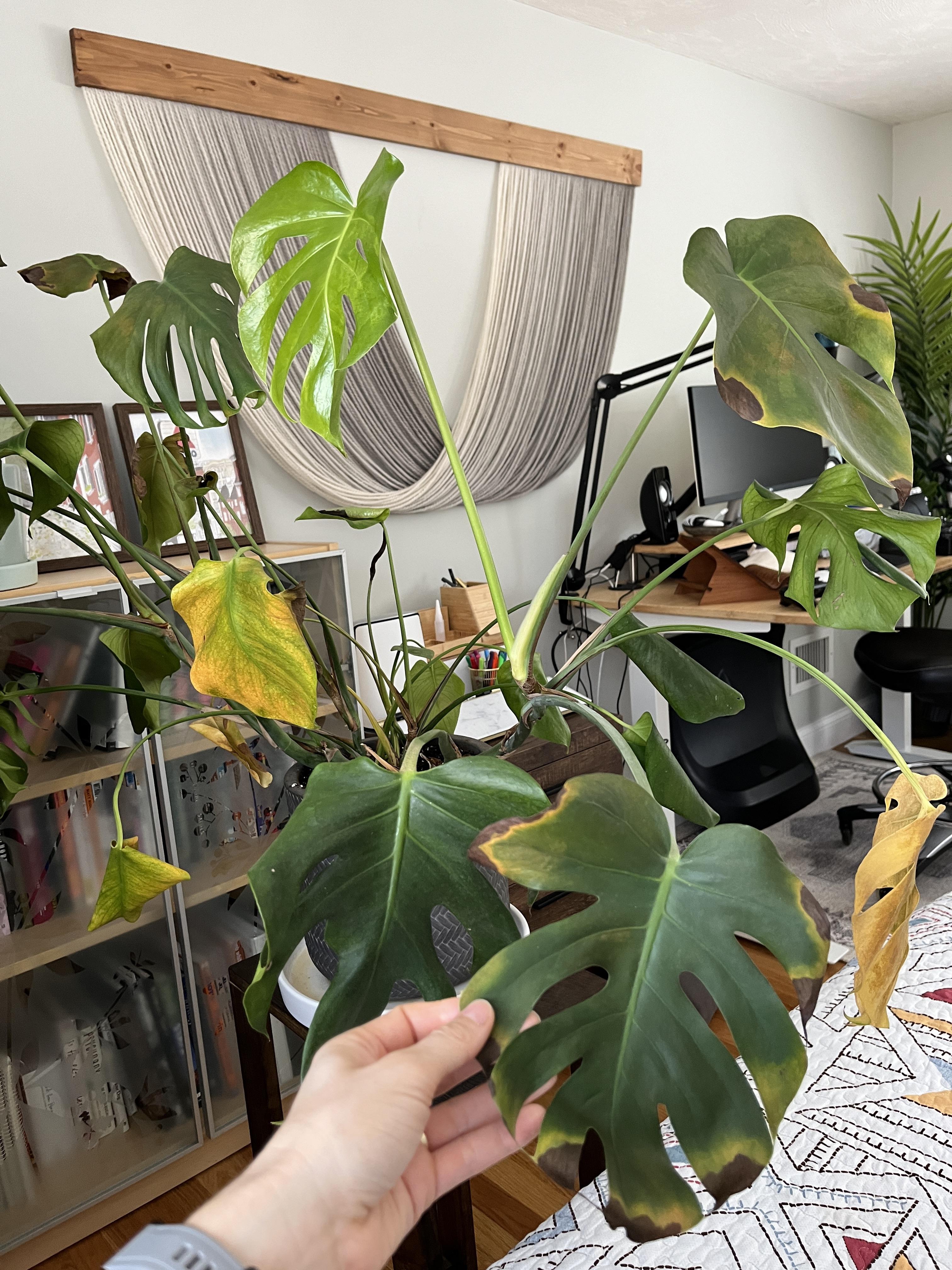 Inherited Monstera needs help | Scrolller